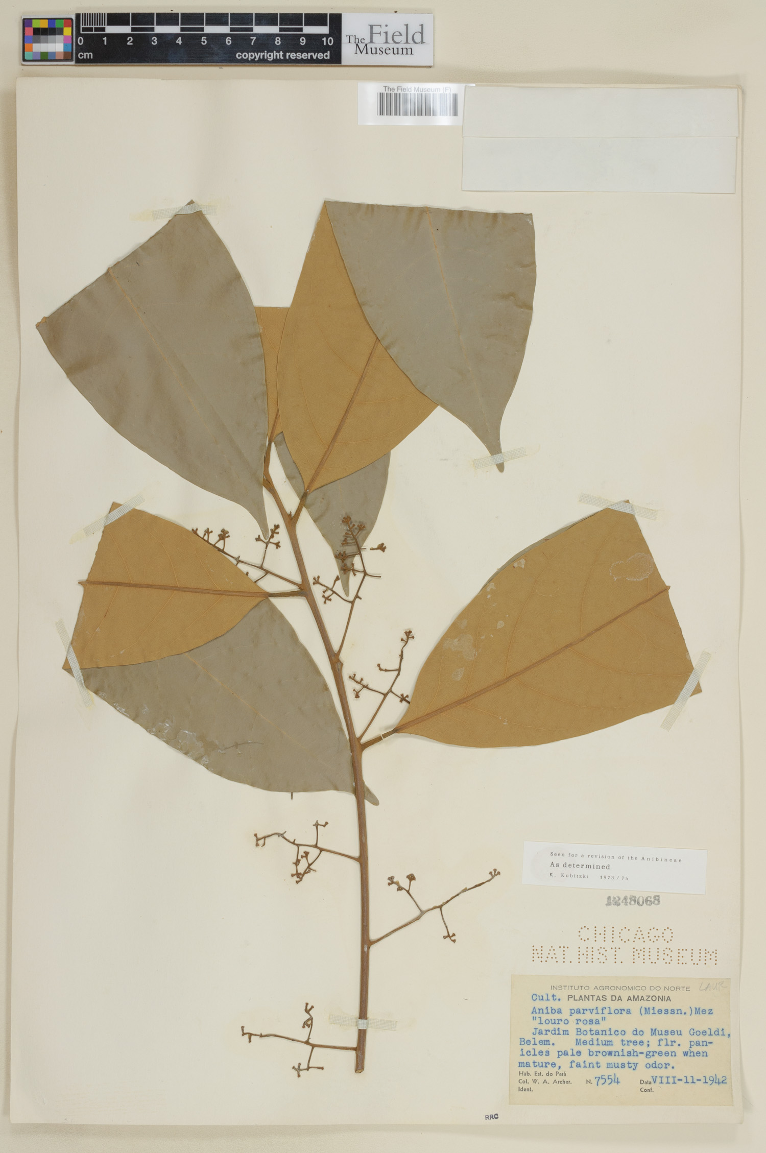 Aniba parviflora (Meisn.) Mez