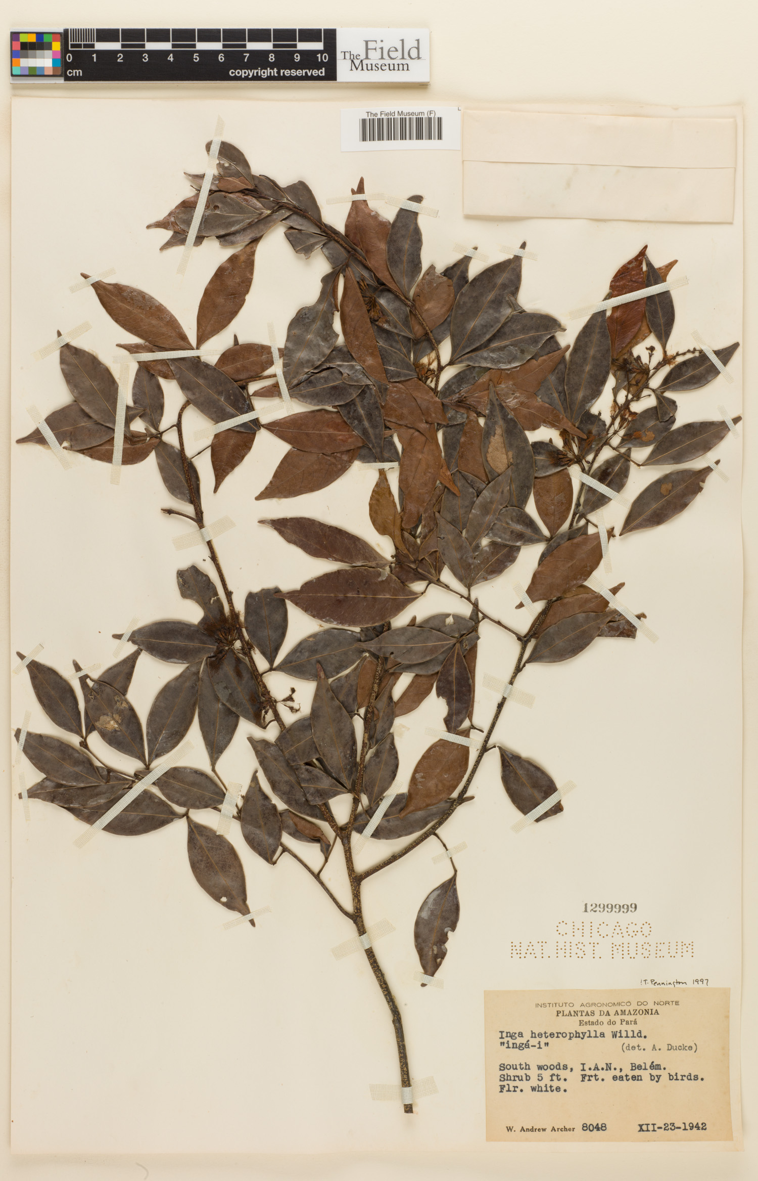 HVAA - Occurrence Profile