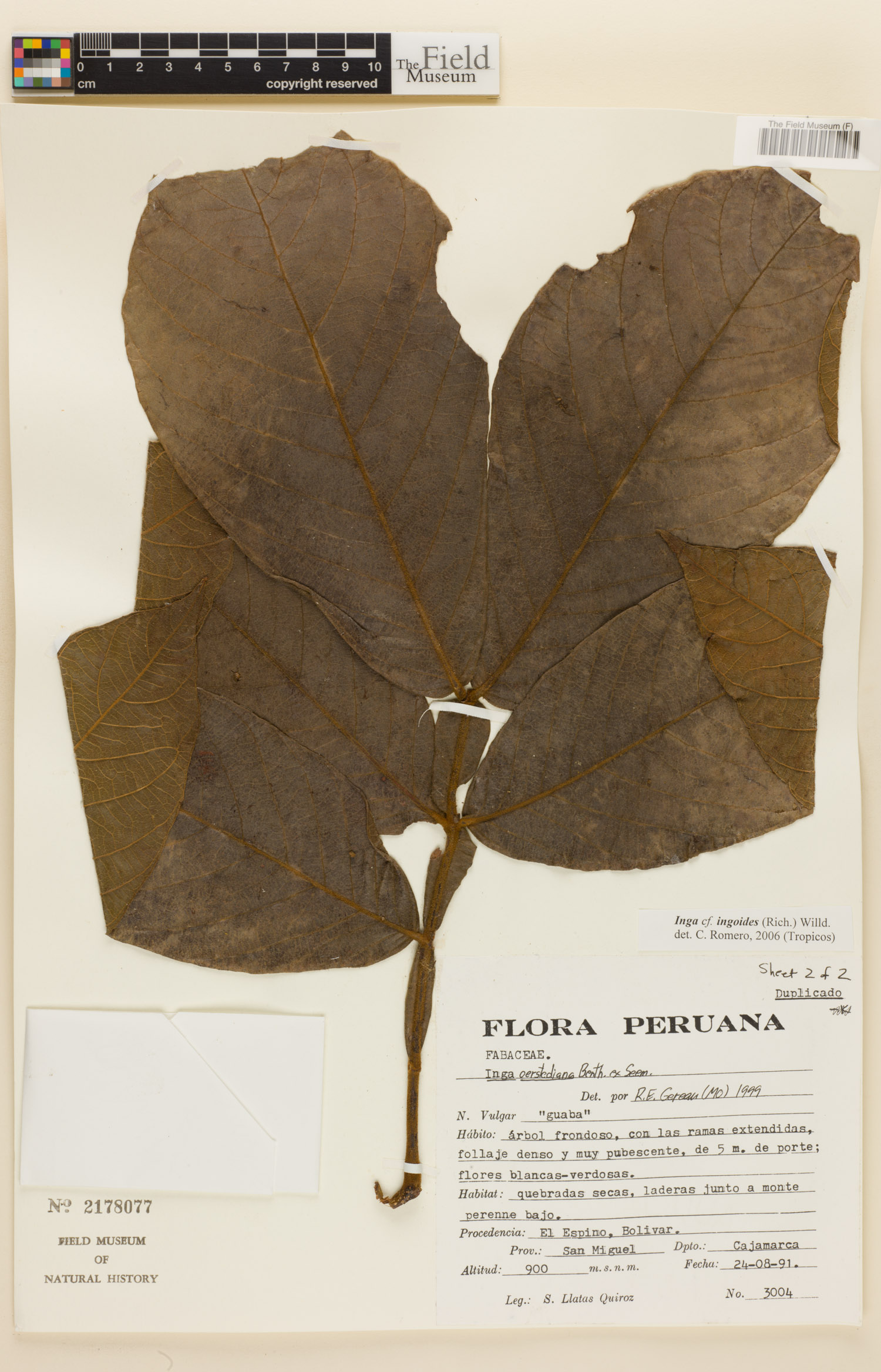 Inga oerstediana Benth.