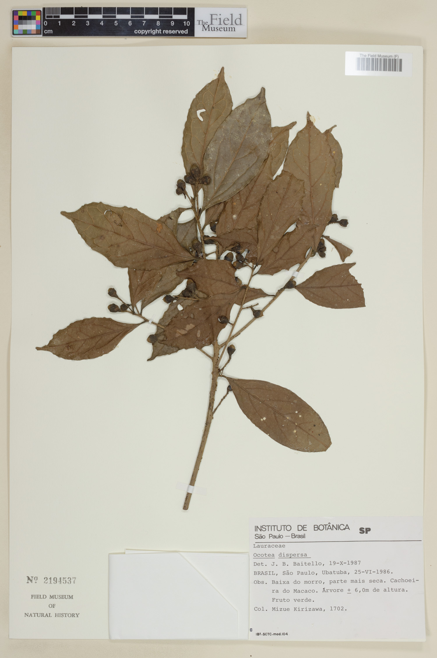 Ocotea dispersa (Nees & Mart. ex Nees) Mez