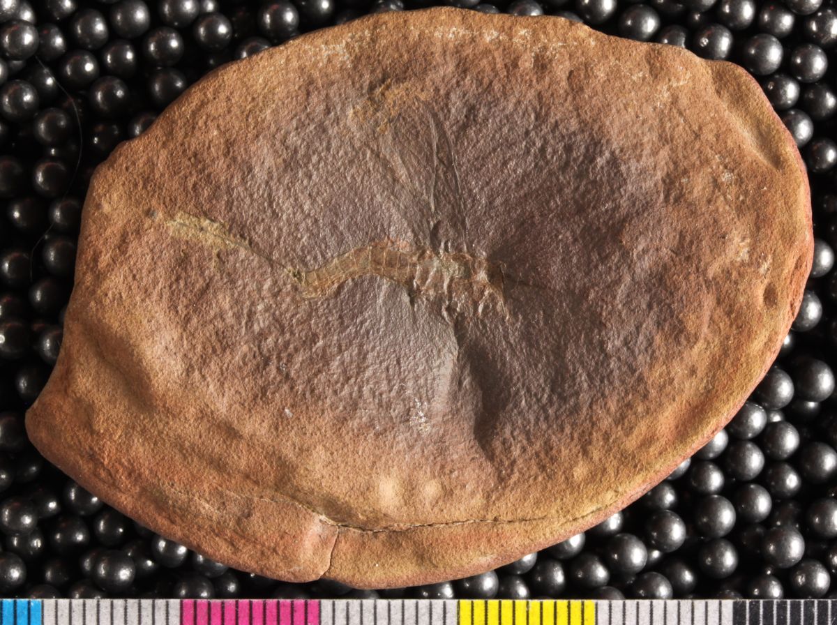 Palaeodictyoptera