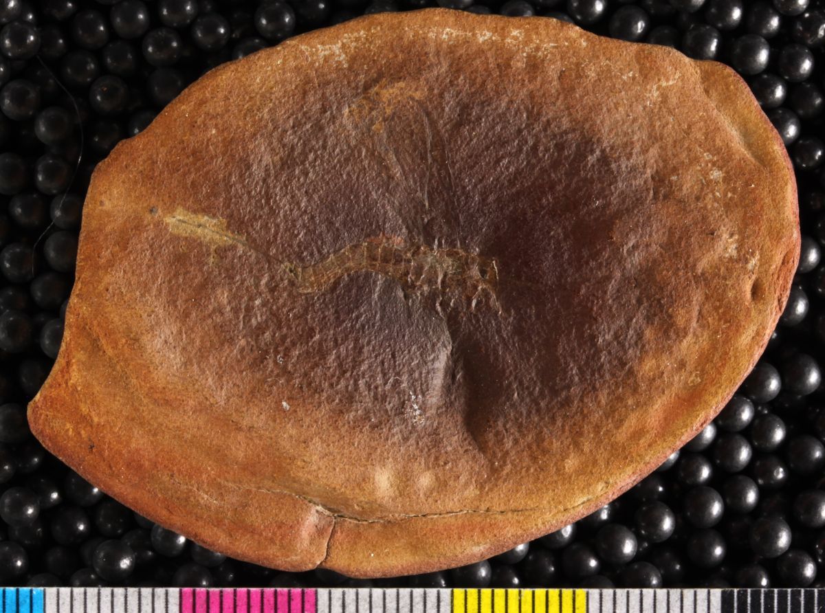 Palaeodictyoptera