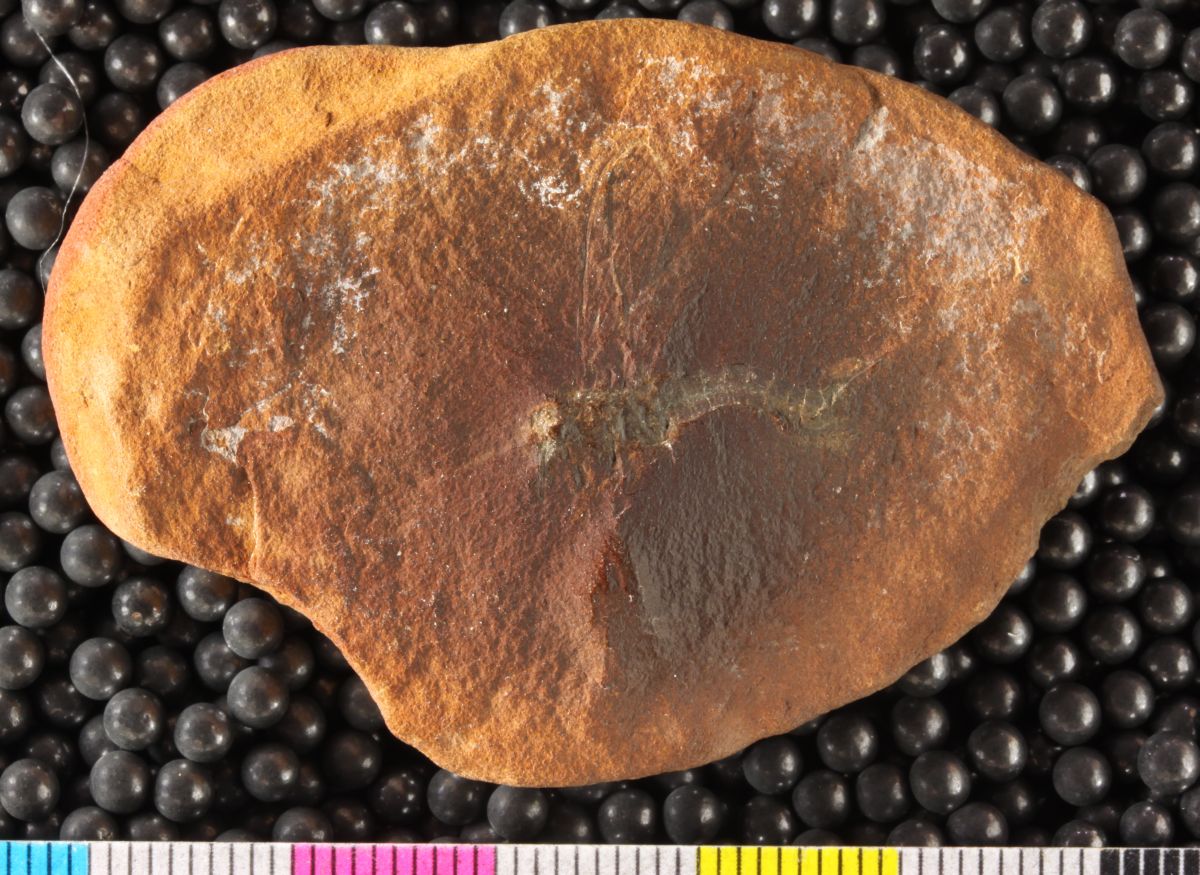 Palaeodictyoptera