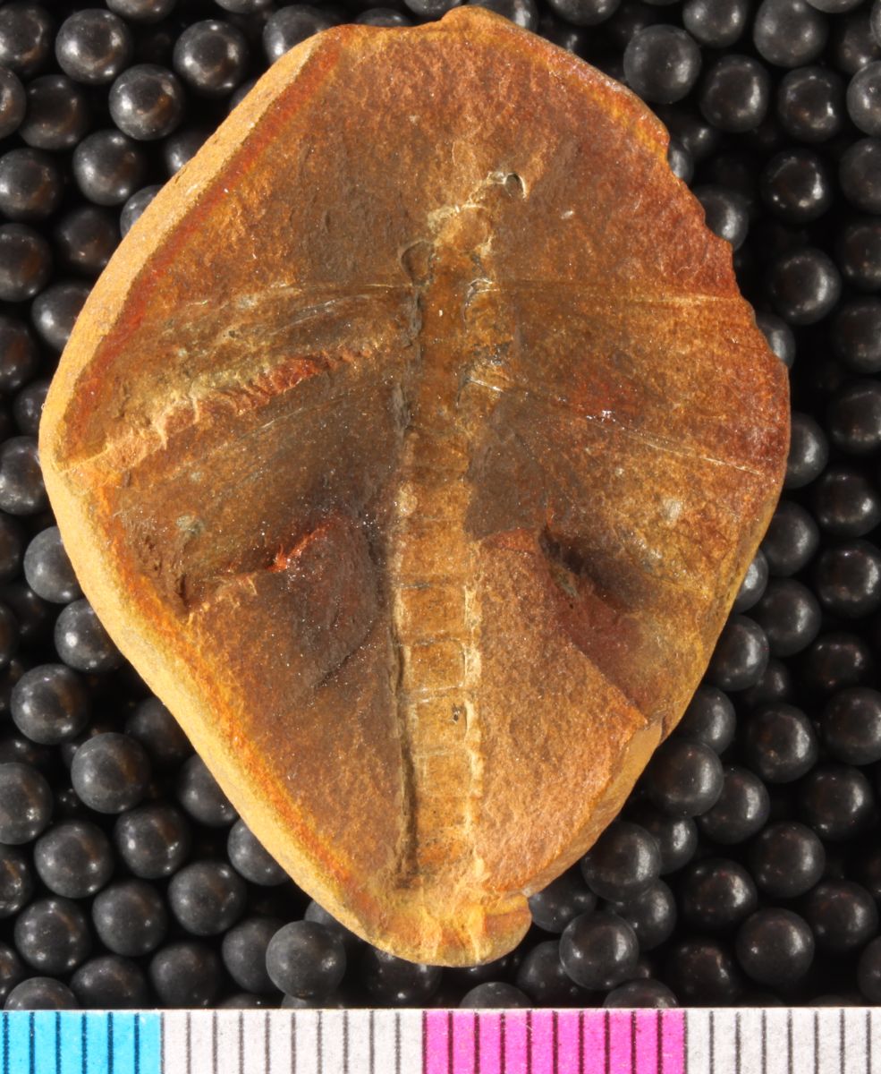 Palaeodictyoptera