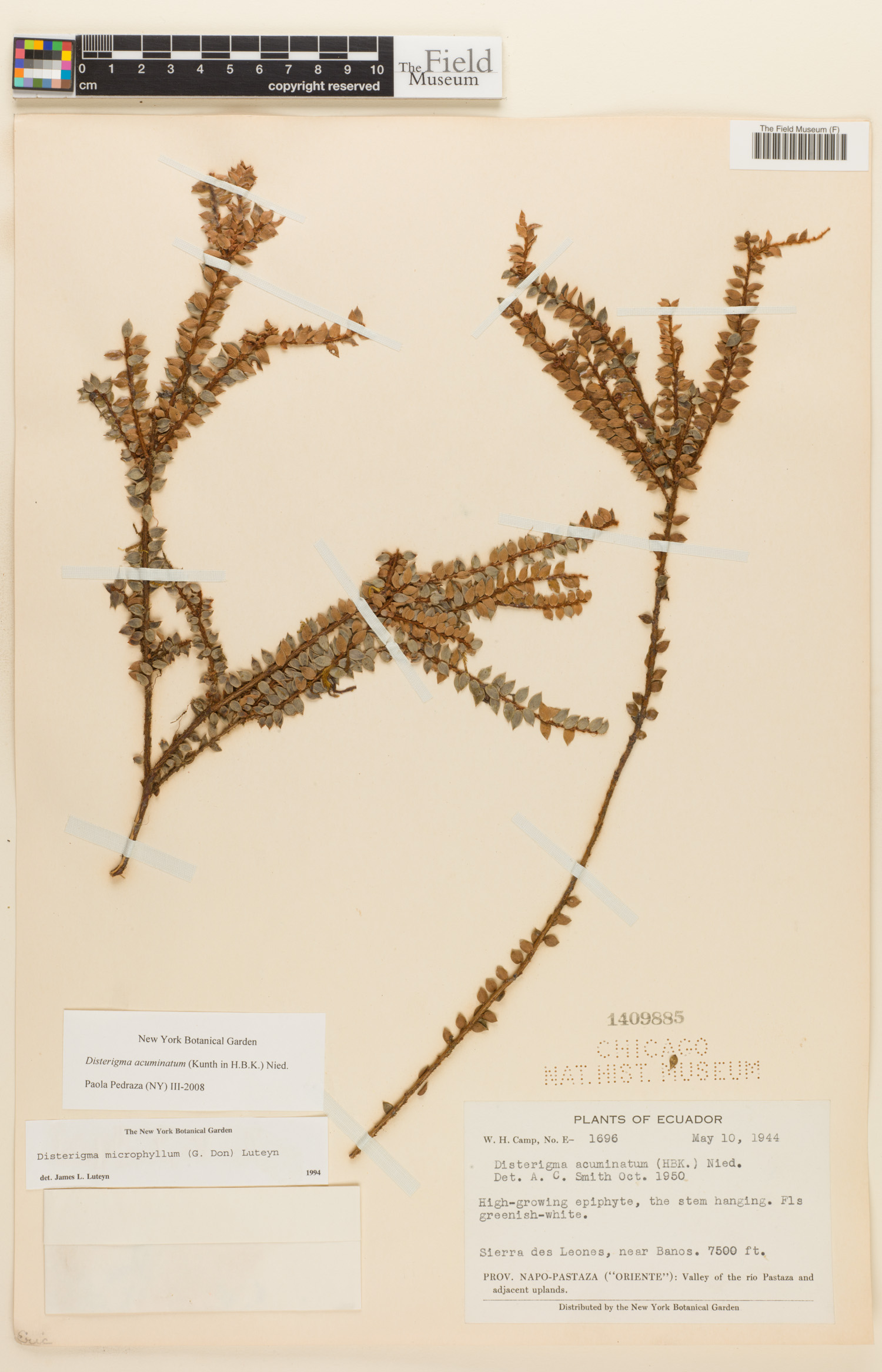 Disterigma acuminatum (Kunth) Nied.