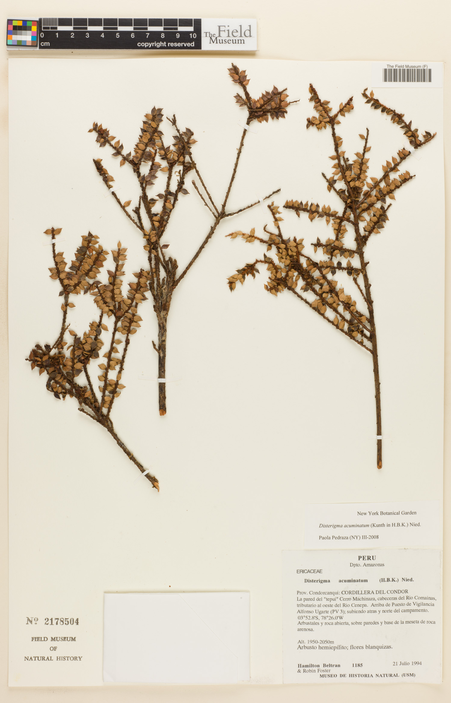 Disterigma acuminatum (Kunth) Nied.
