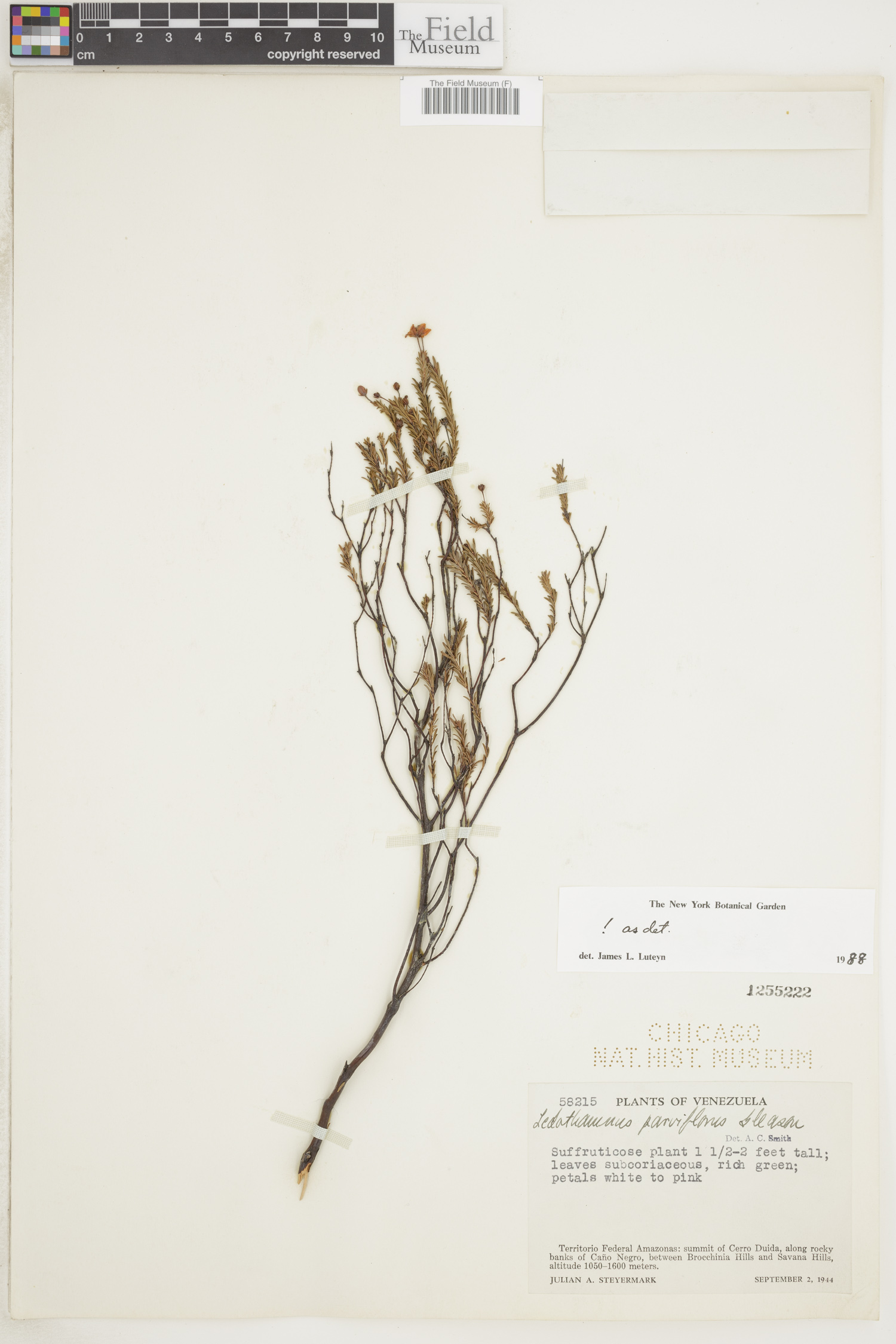 Ledothamnus parviflorus | Rapid Reference | The Field Museum