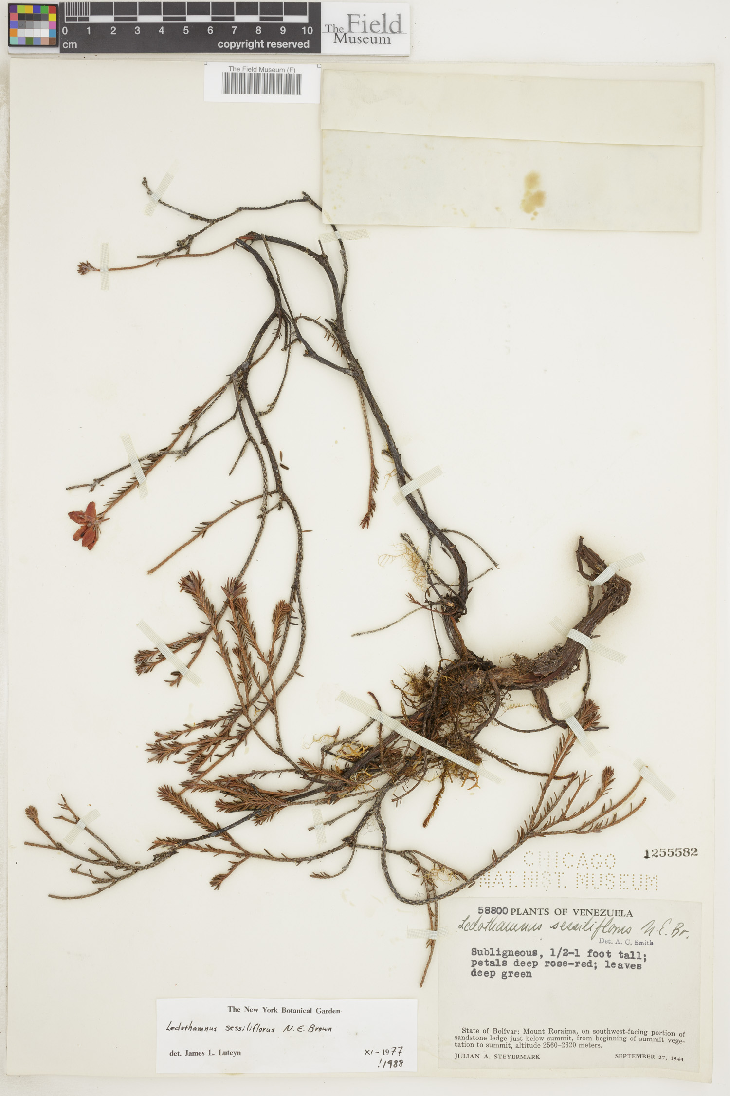 Ledothamnus sessiliflorus | Rapid Reference | The Field Museum