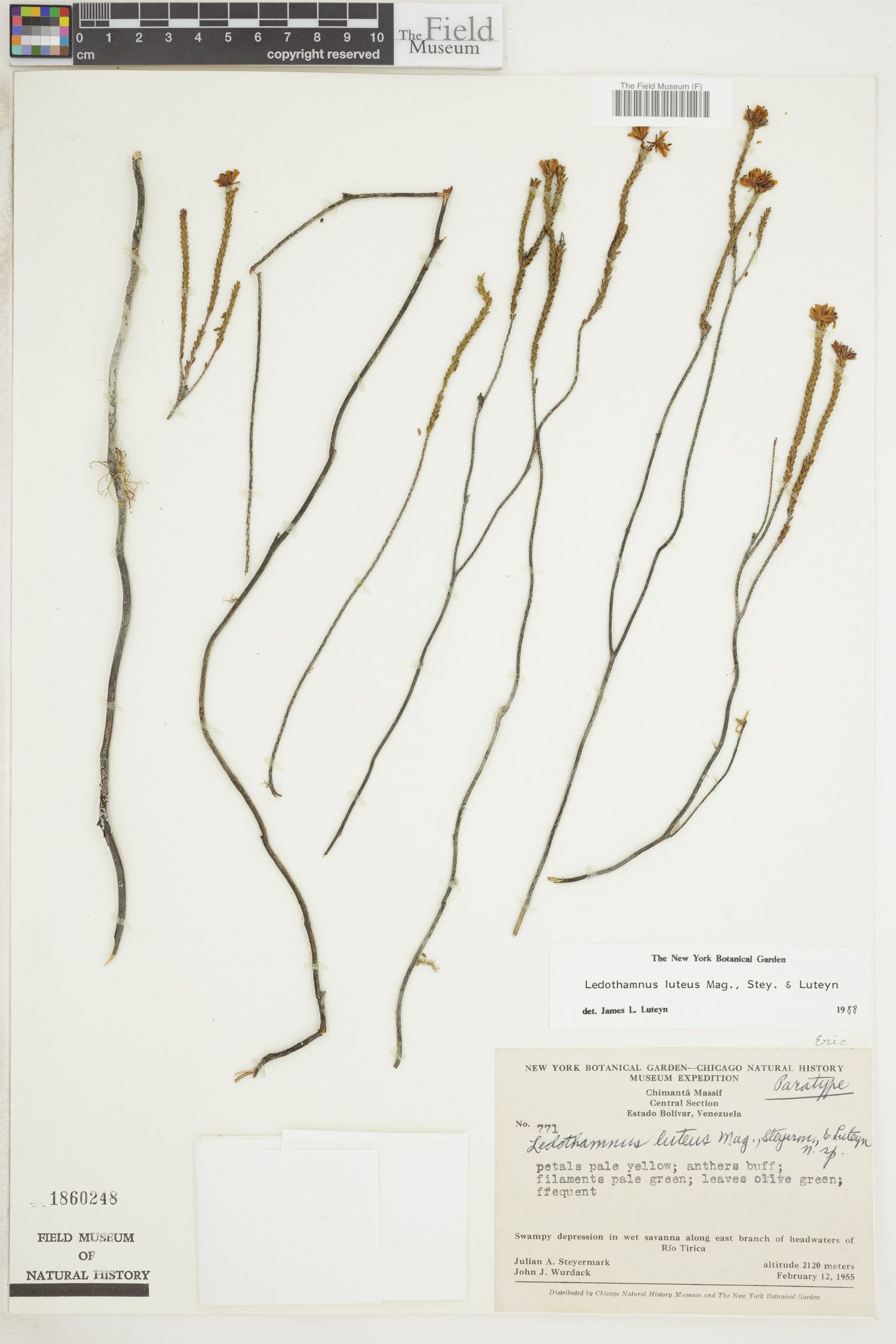 Ledothamnus luteus | Rapid Reference | The Field Museum