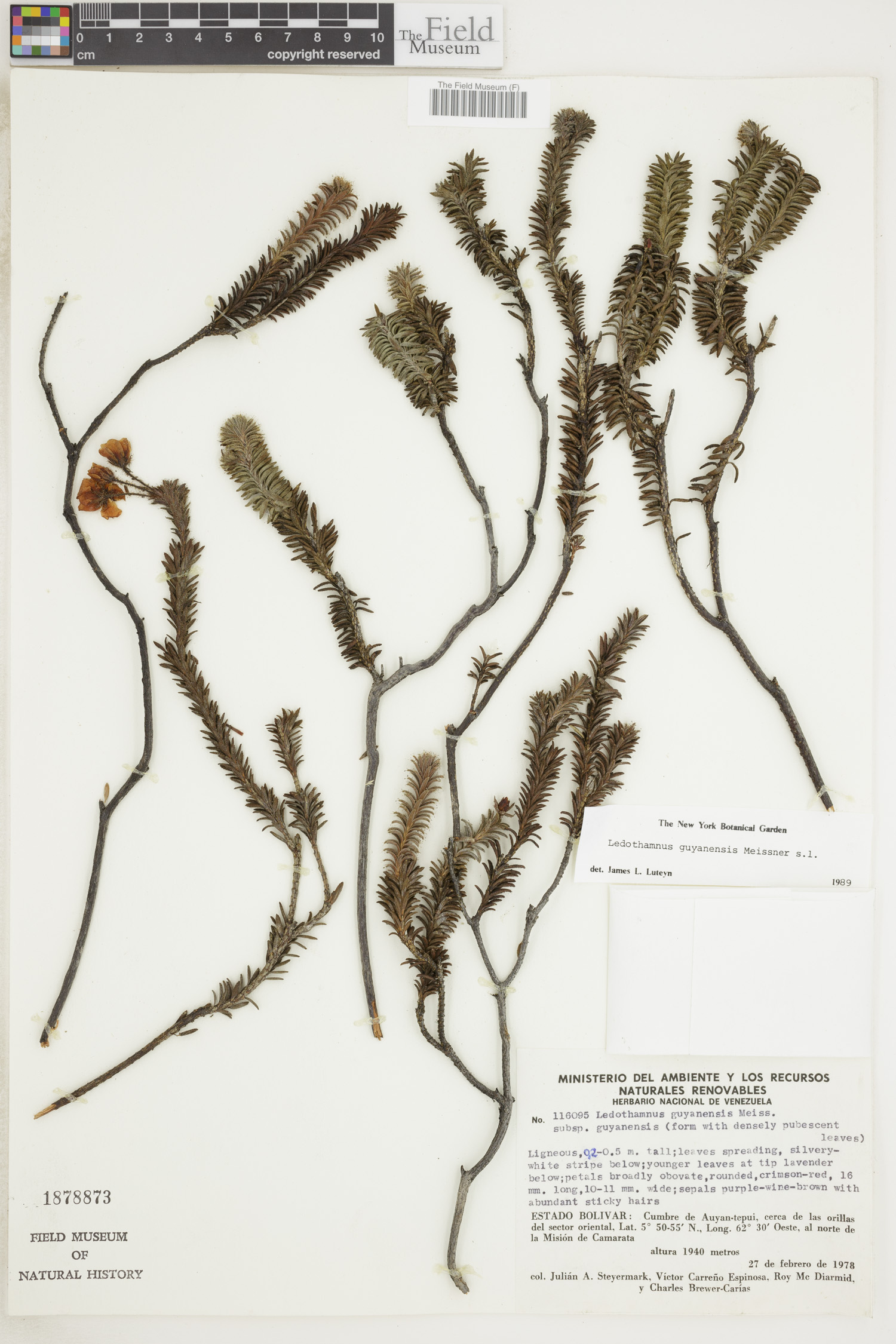 Ledothamnus guyanensis | Rapid Reference | The Field Museum