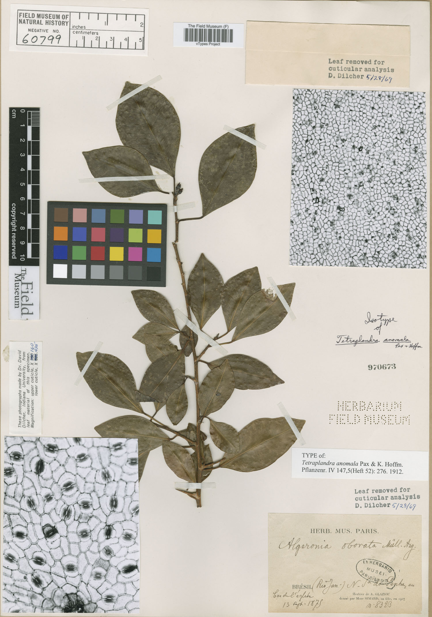 HVAA - Occurrence Profile