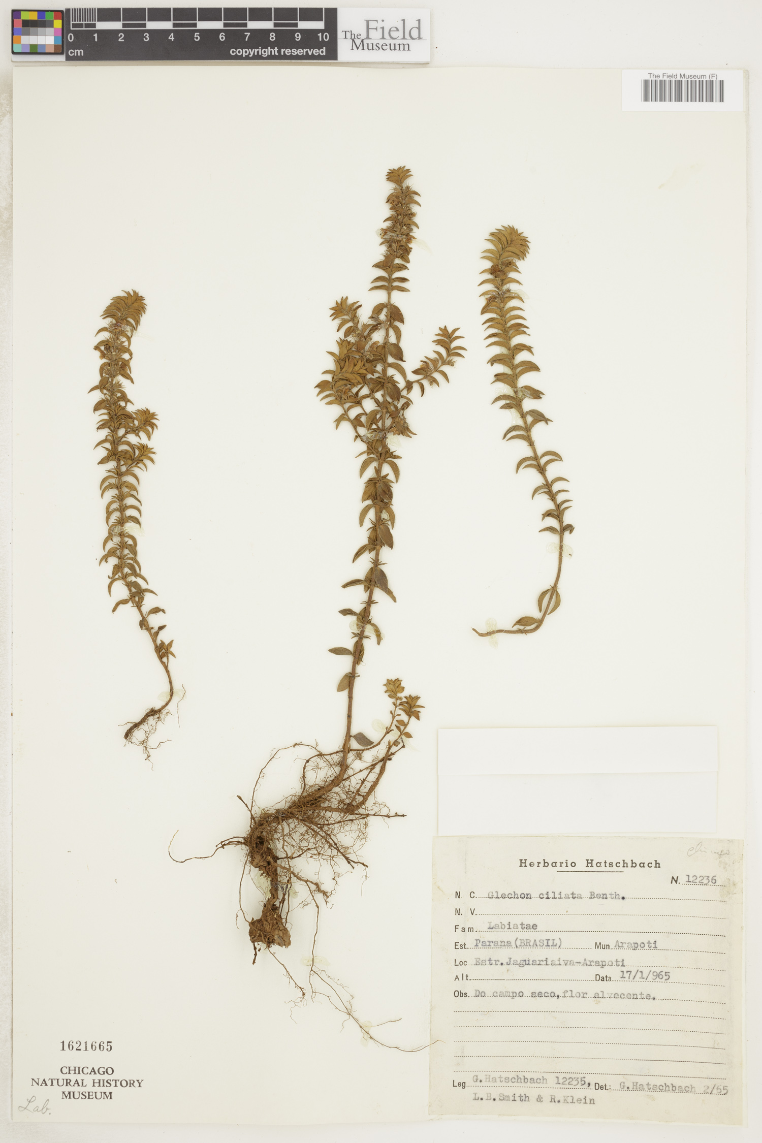 Glechon ciliata | Rapid Reference | The Field Museum