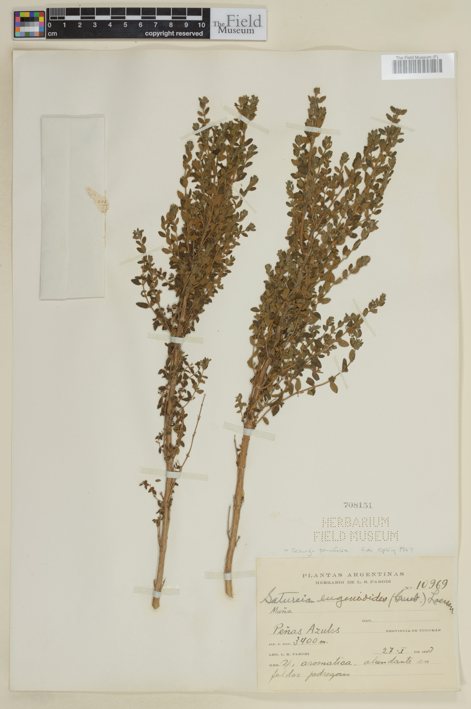 Satureja parvifolia (Phil.) Epling | Botanical Collections