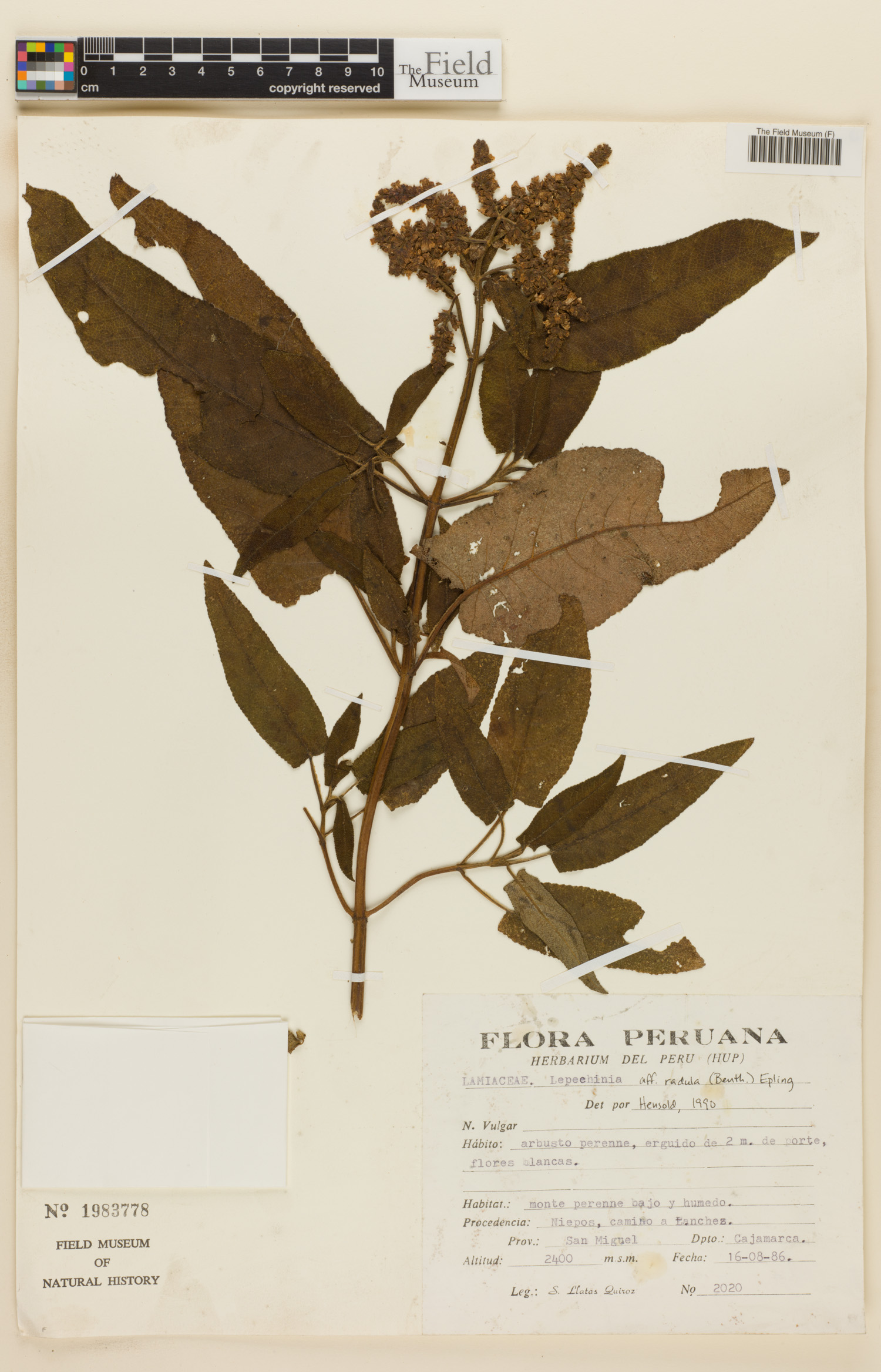 Lepechinia radula (Benth.) Epling