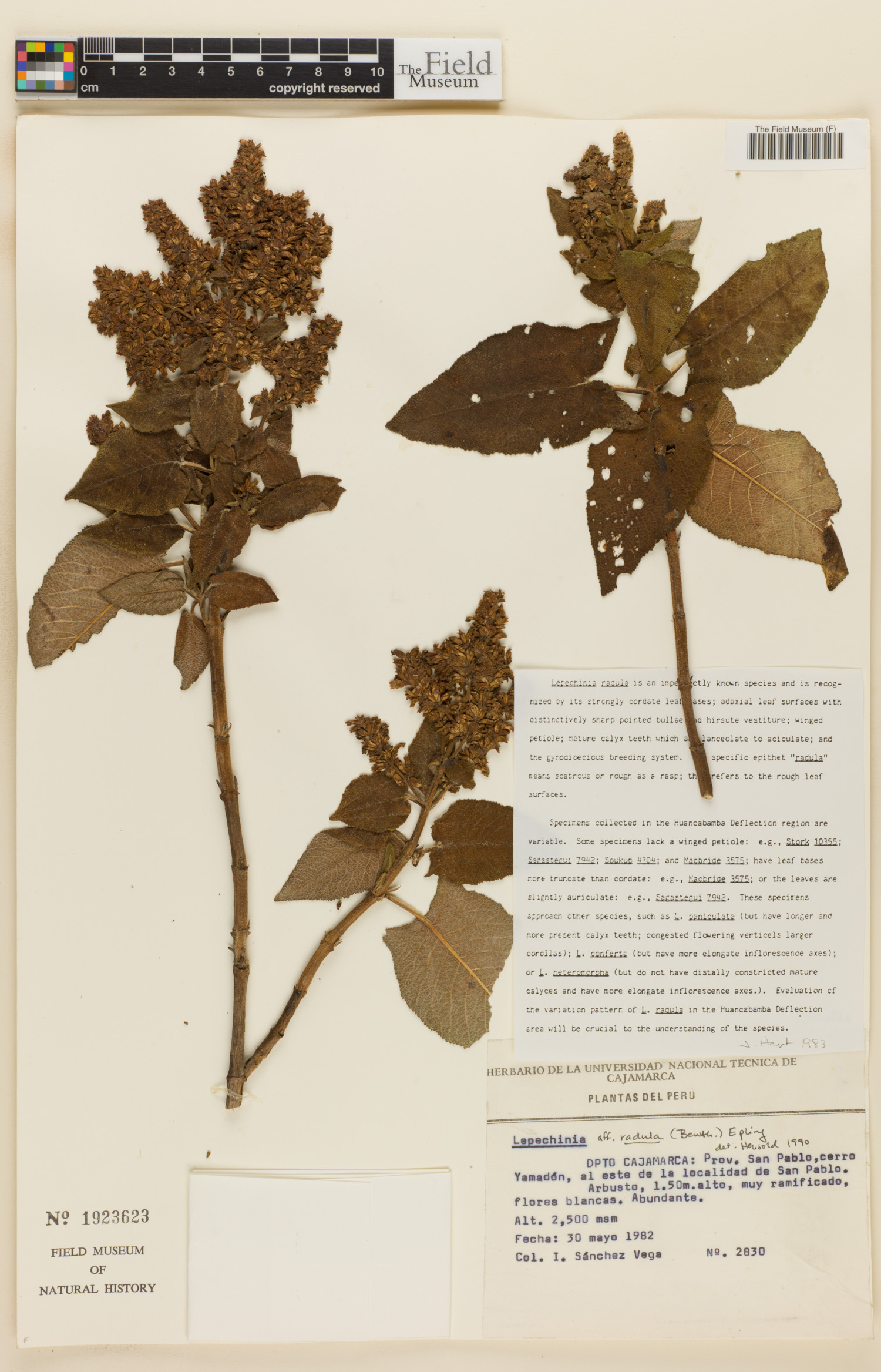 Lepechinia radula (Benth.) Epling