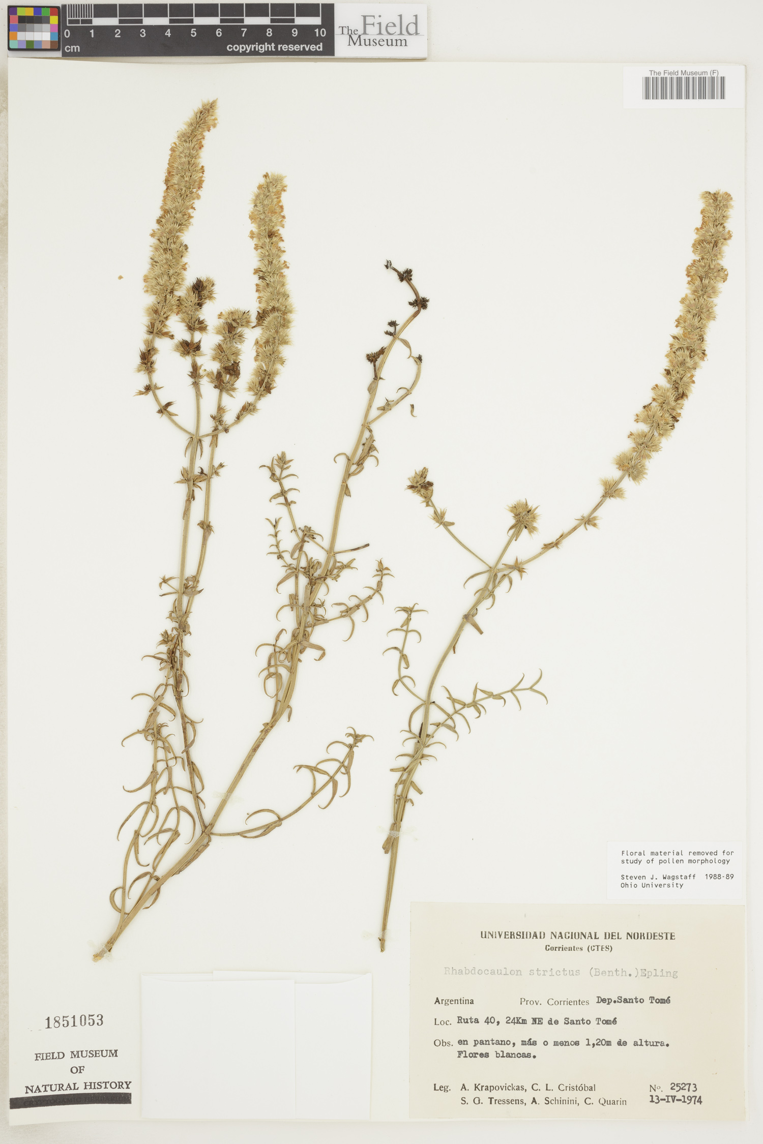Rhabdocaulon strictum | Rapid Reference | The Field Museum