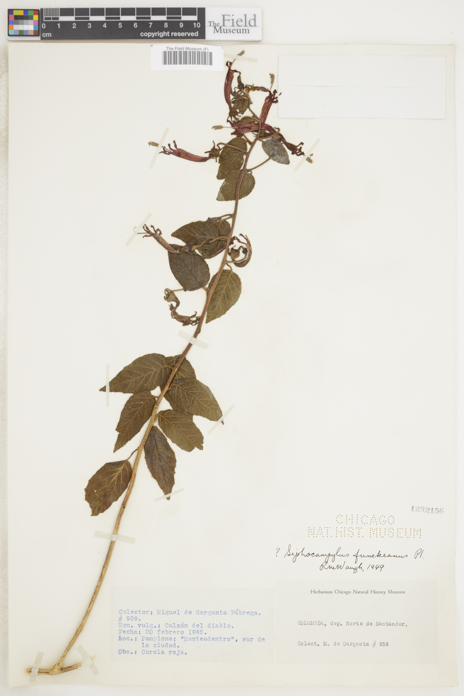 Siphocampylus ellipticus (Willd. ex Schult.) Vatke