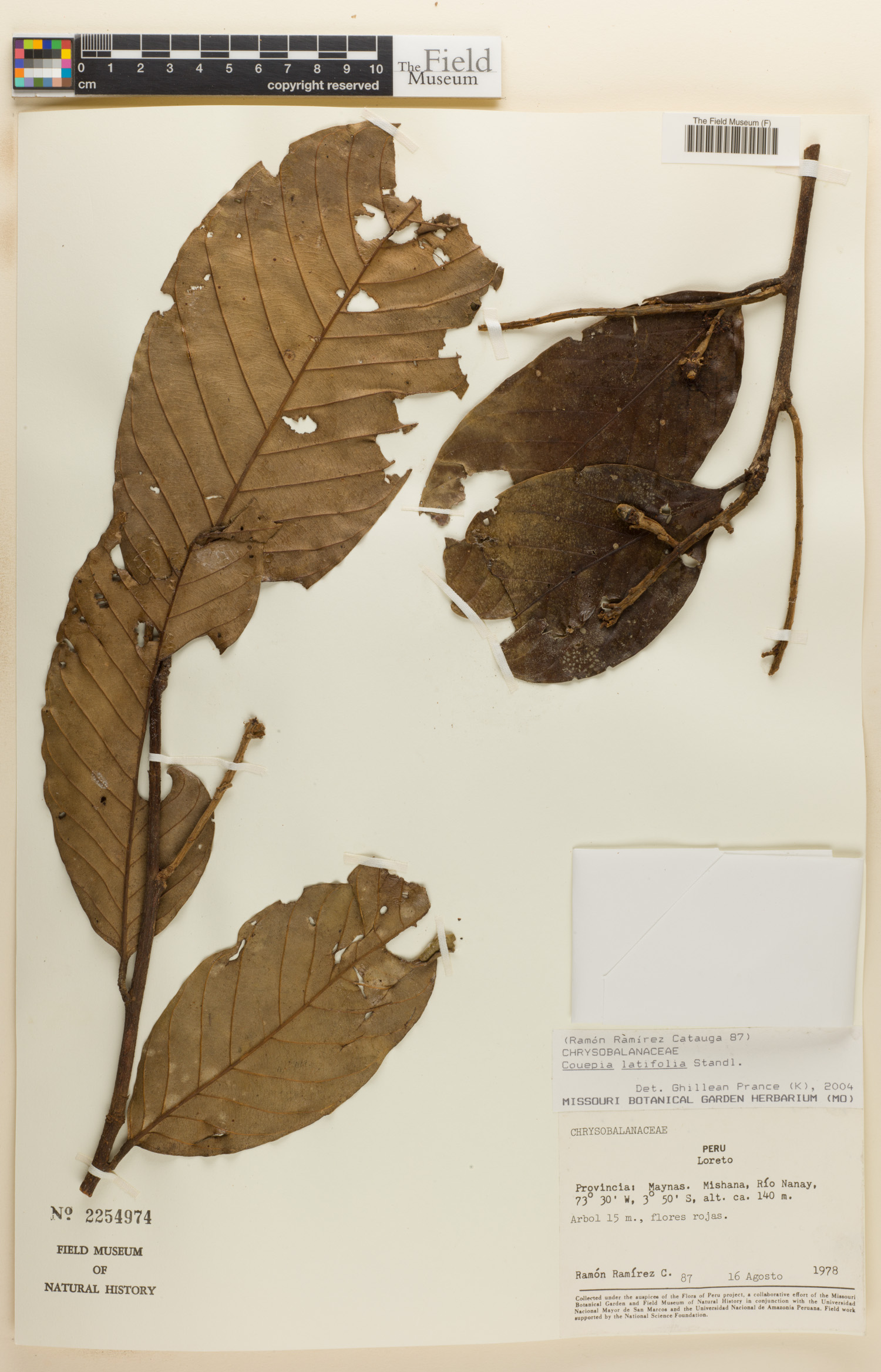 Couepia latifolia Standl.