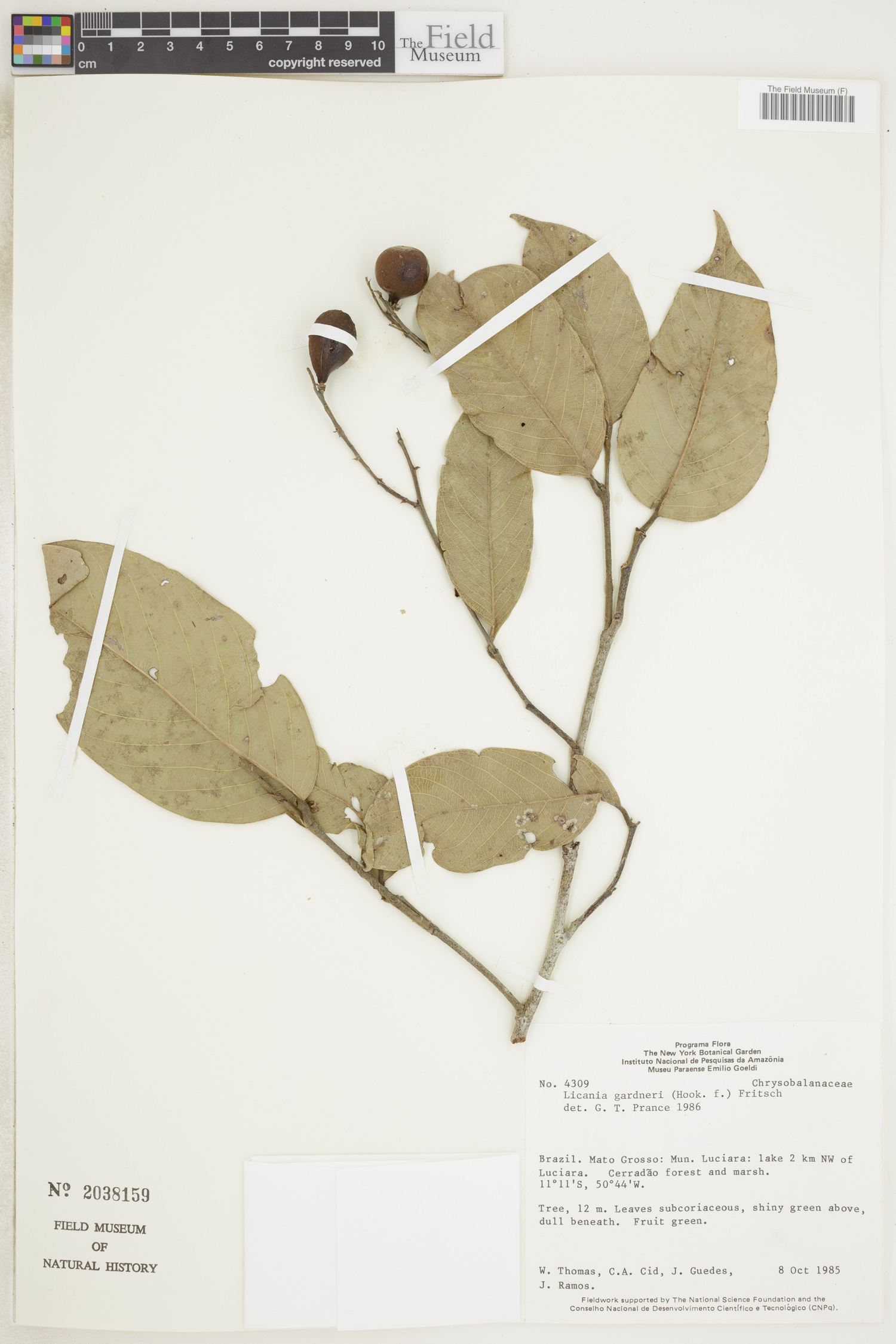 Leptobalanus gardneri | Rapid Reference | The Field Museum