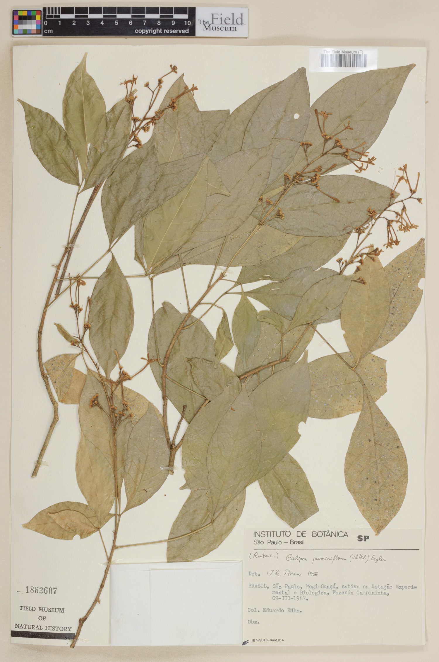Galipea jasminiflora (A.St.-Hil.) Engl.