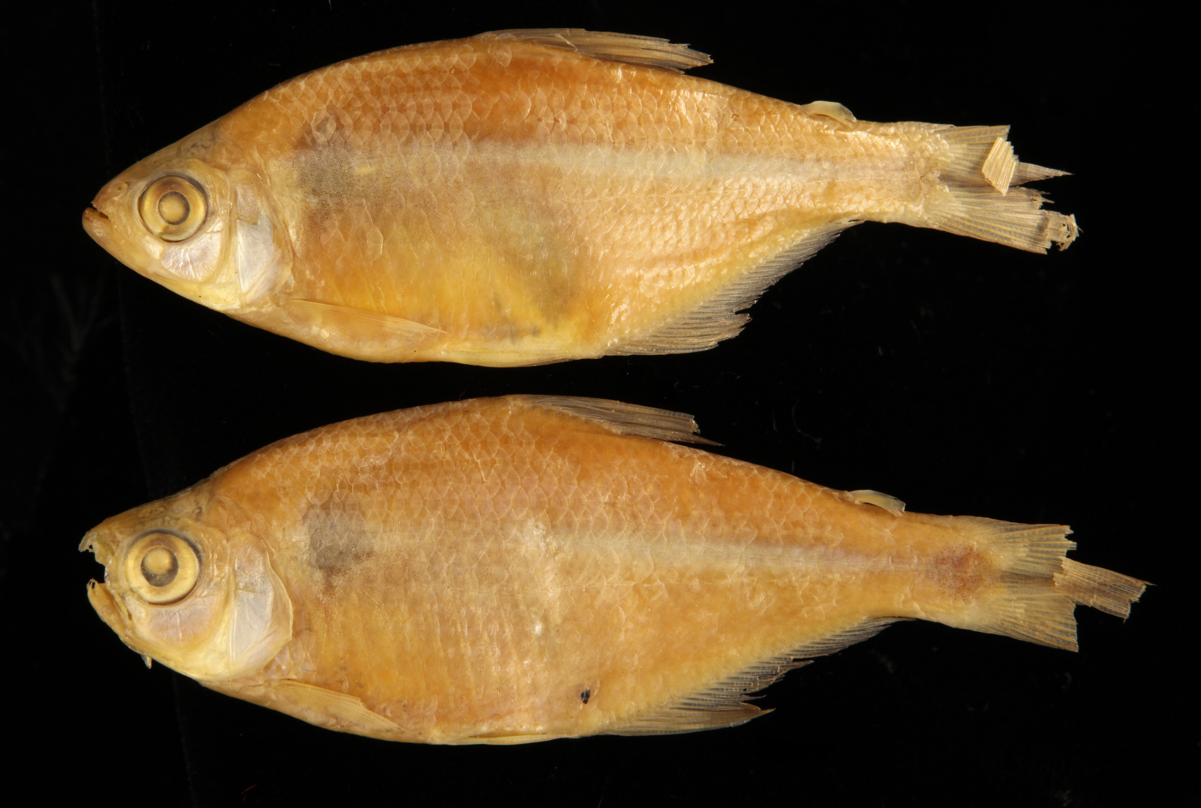 Probolodus heterostomus Eigenmann, 1911