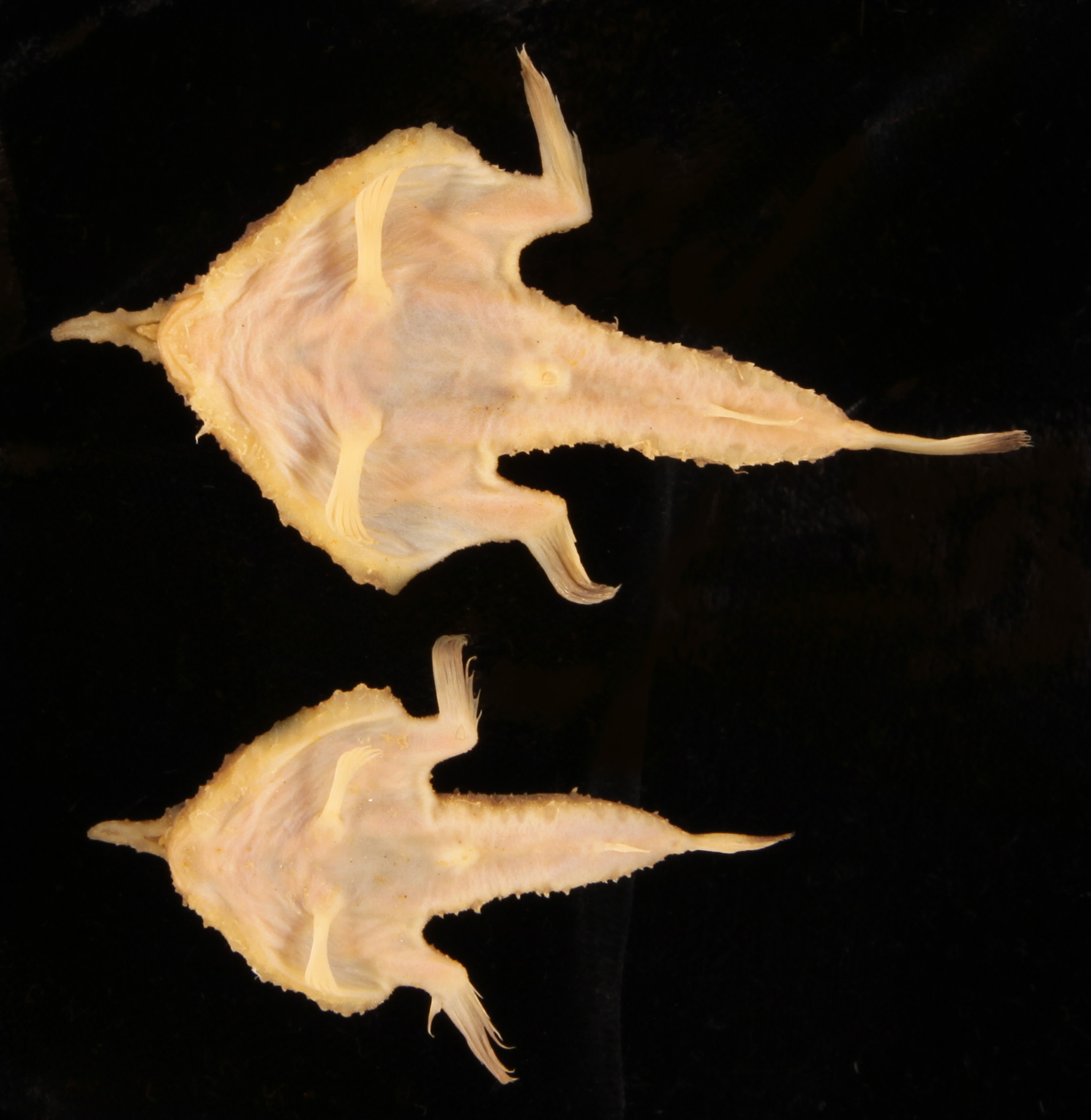 Ogcocephalus pumilus Bradbury, 1980
