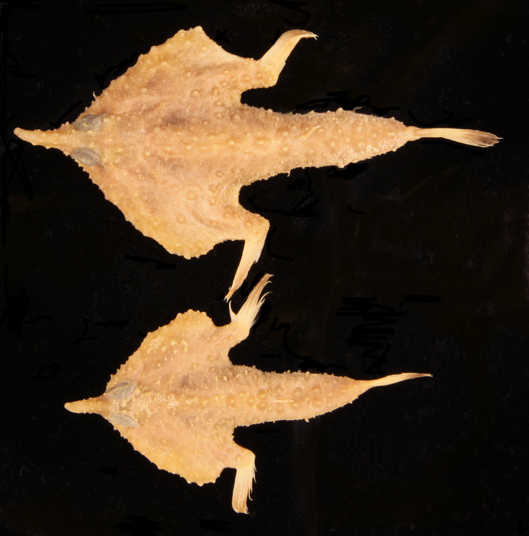 Ogcocephalus pumilus Bradbury, 1980