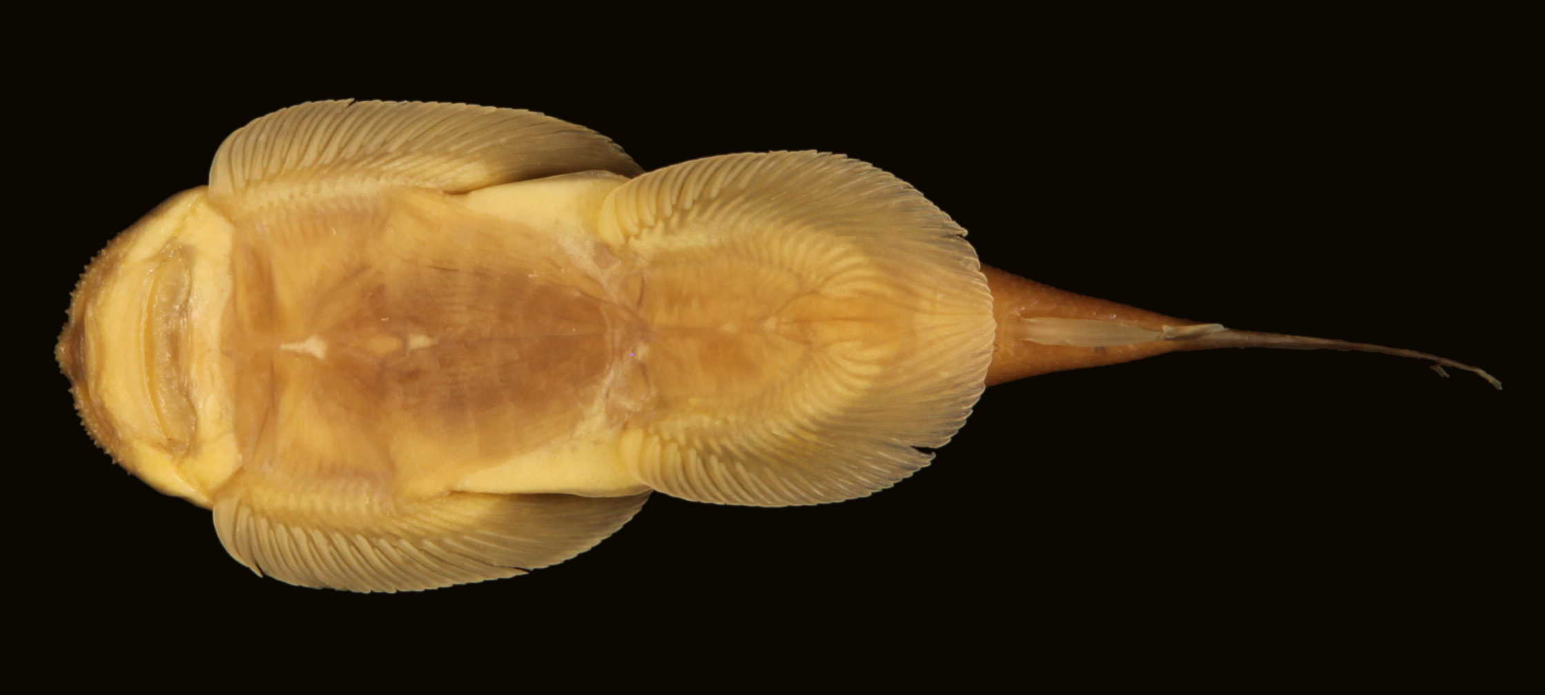 Gastromyzon ingeri Tan, 2006