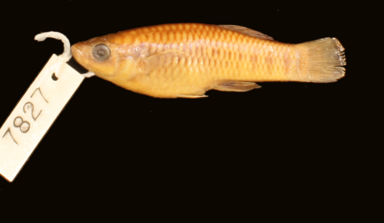 FMNH 7827 | Zoological Collections