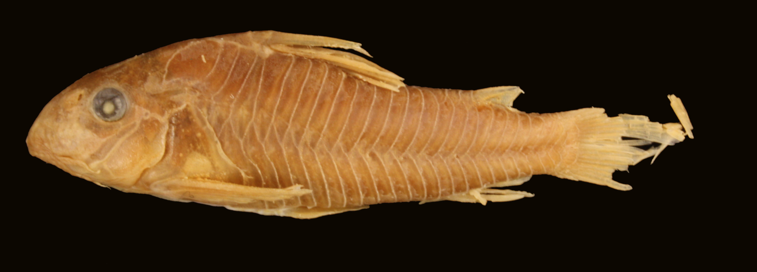 Scleromystax Günther, 1864