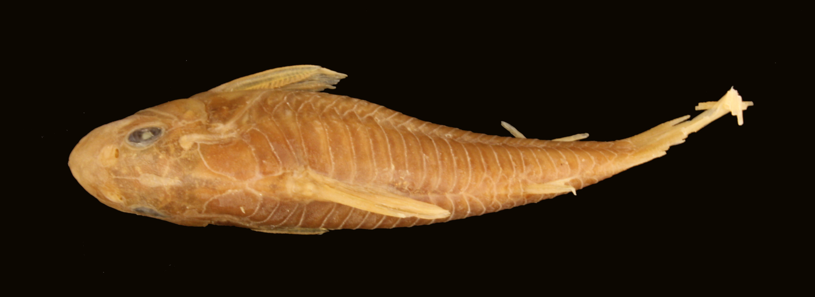 Scleromystax Günther, 1864