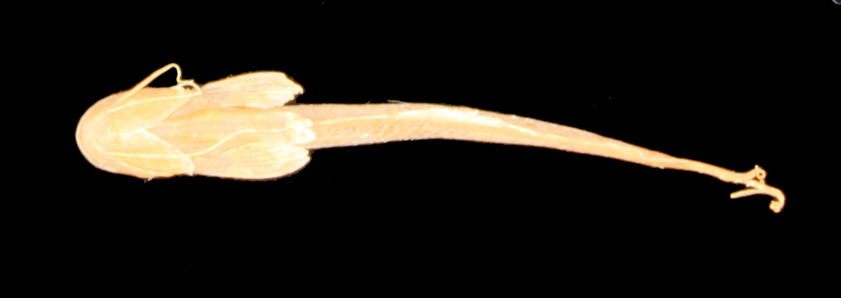 Helogenes Günther, 1863