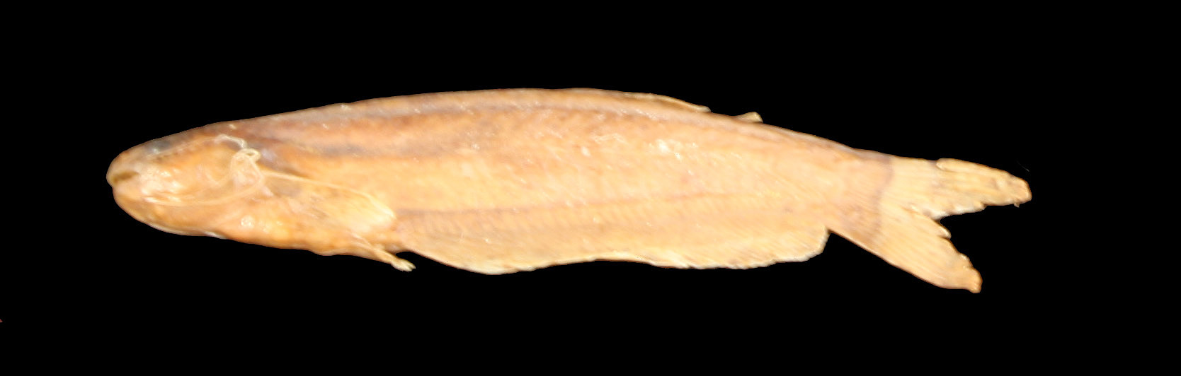 Helogenes Günther, 1863