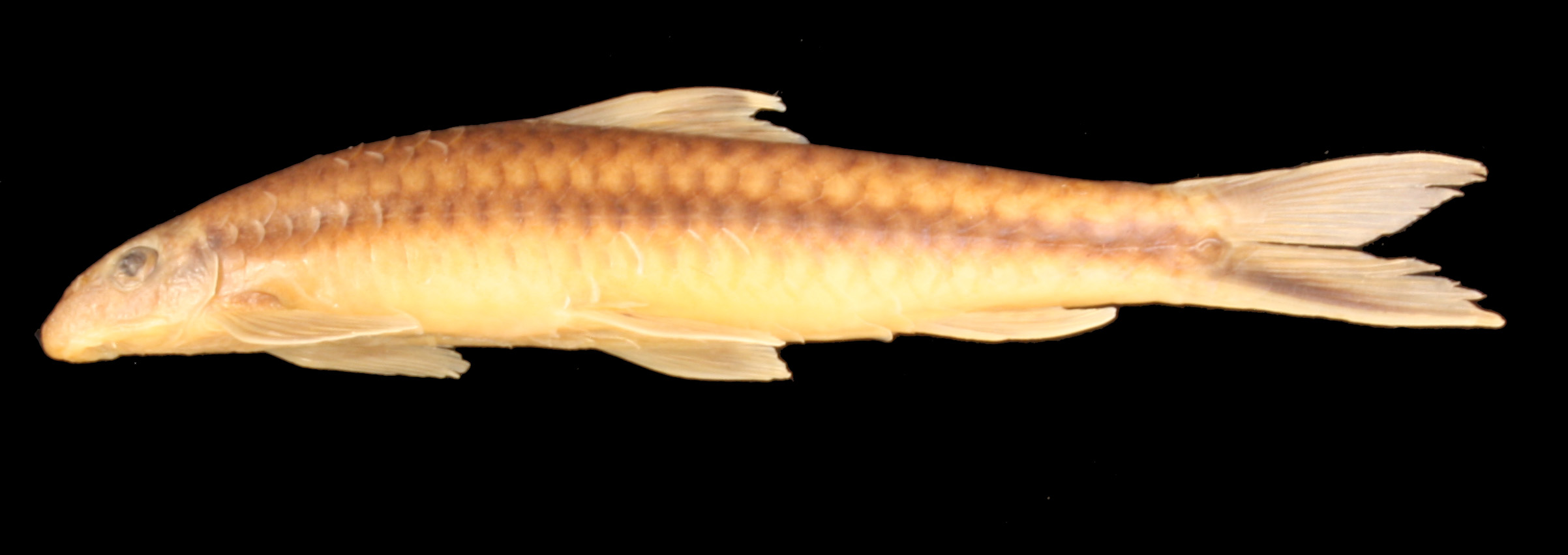 Paracrossochilus acerus Inger & Chin, 1962