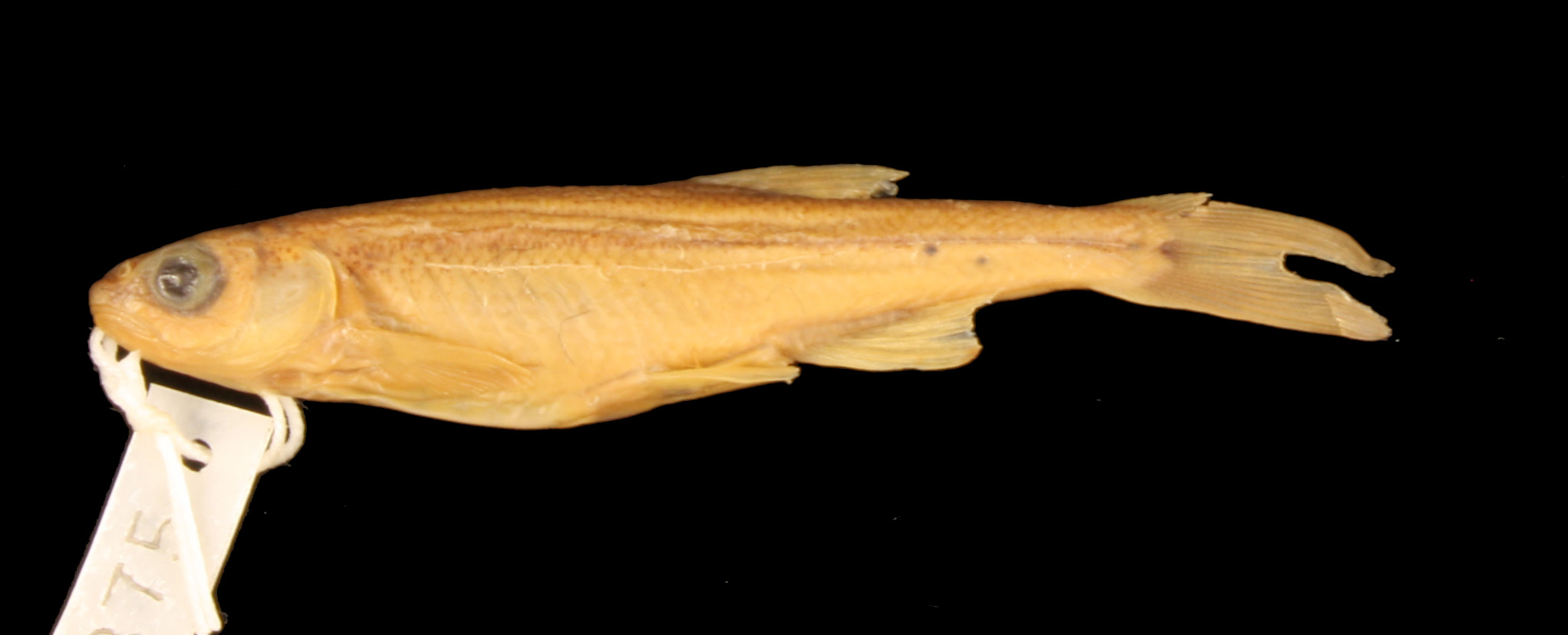 Notropis nazas Meek, 1904
