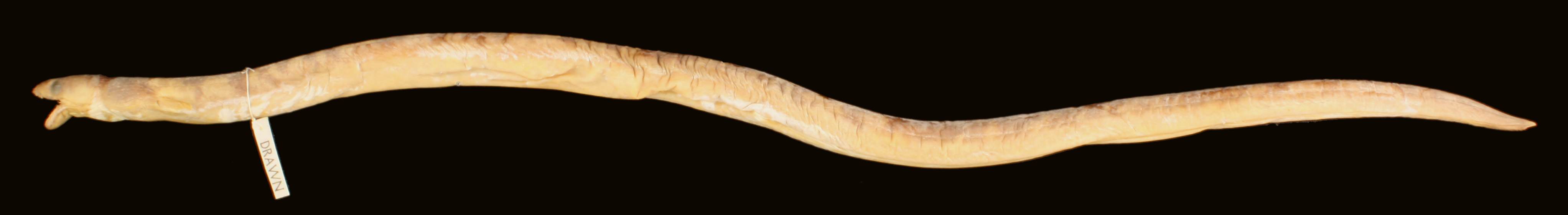 Ophichthus lithinus (Jordan & Richardson, 1908)