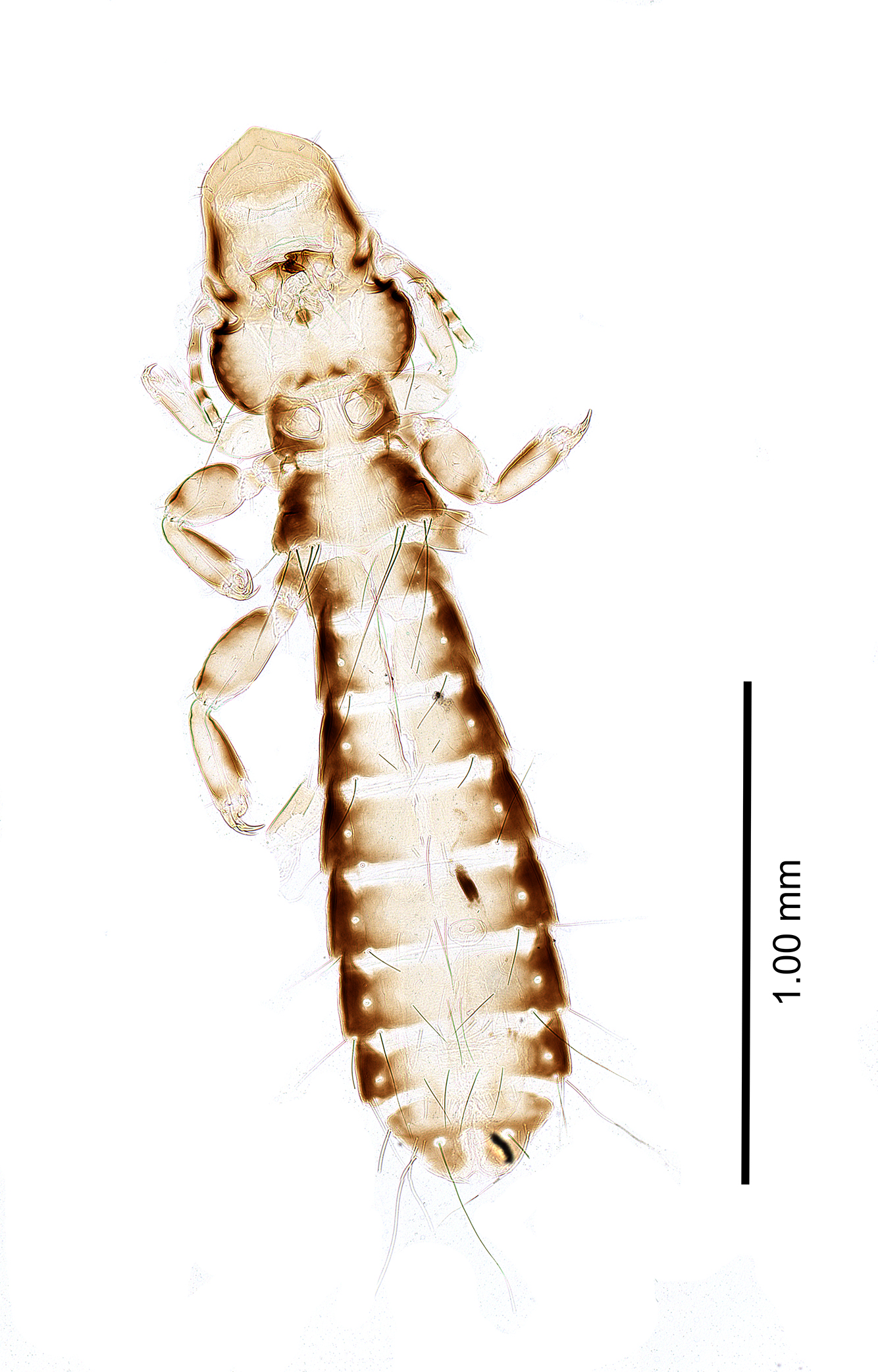 Columbicola Columbae Drawing
