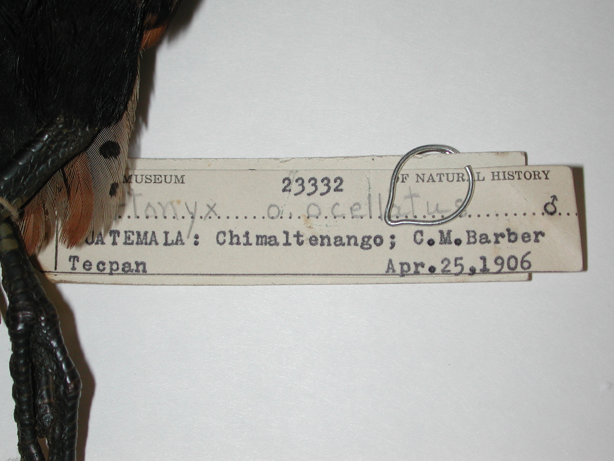 FMNH 23332 | Zoological Collections