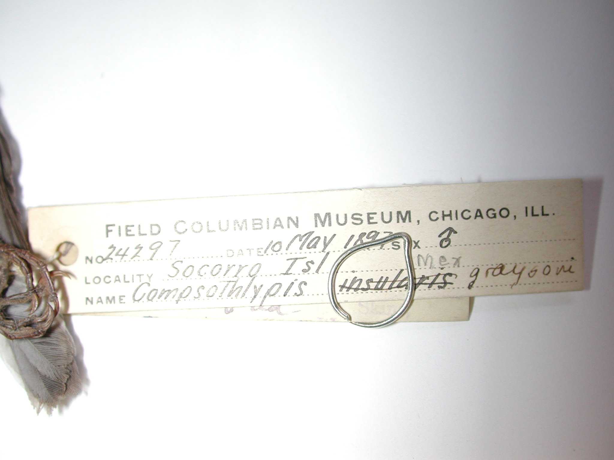 FMNH 24297 | Zoological Collections
