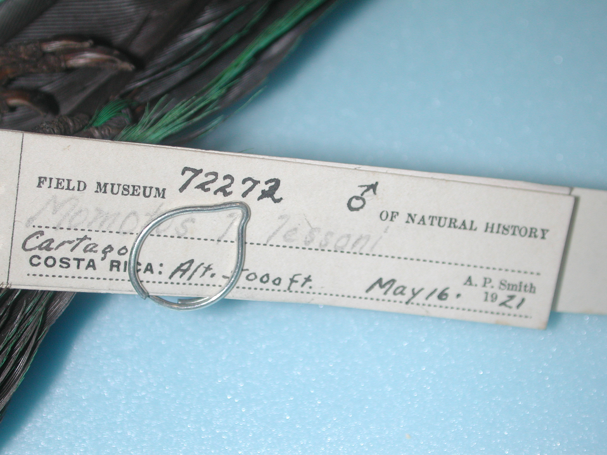 FMNH 72272 | Zoological Collections