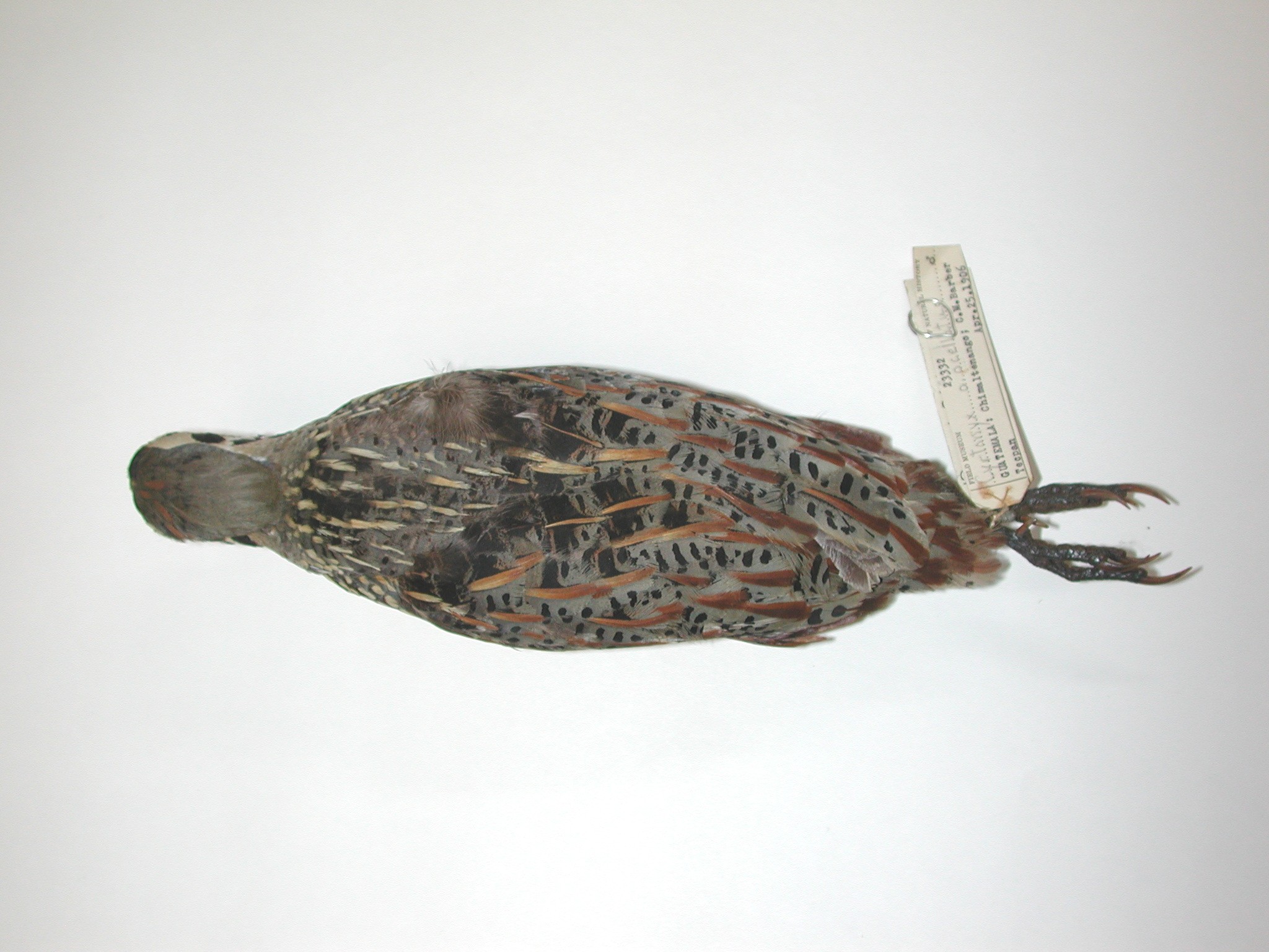 FMNH 23332 | Zoological Collections