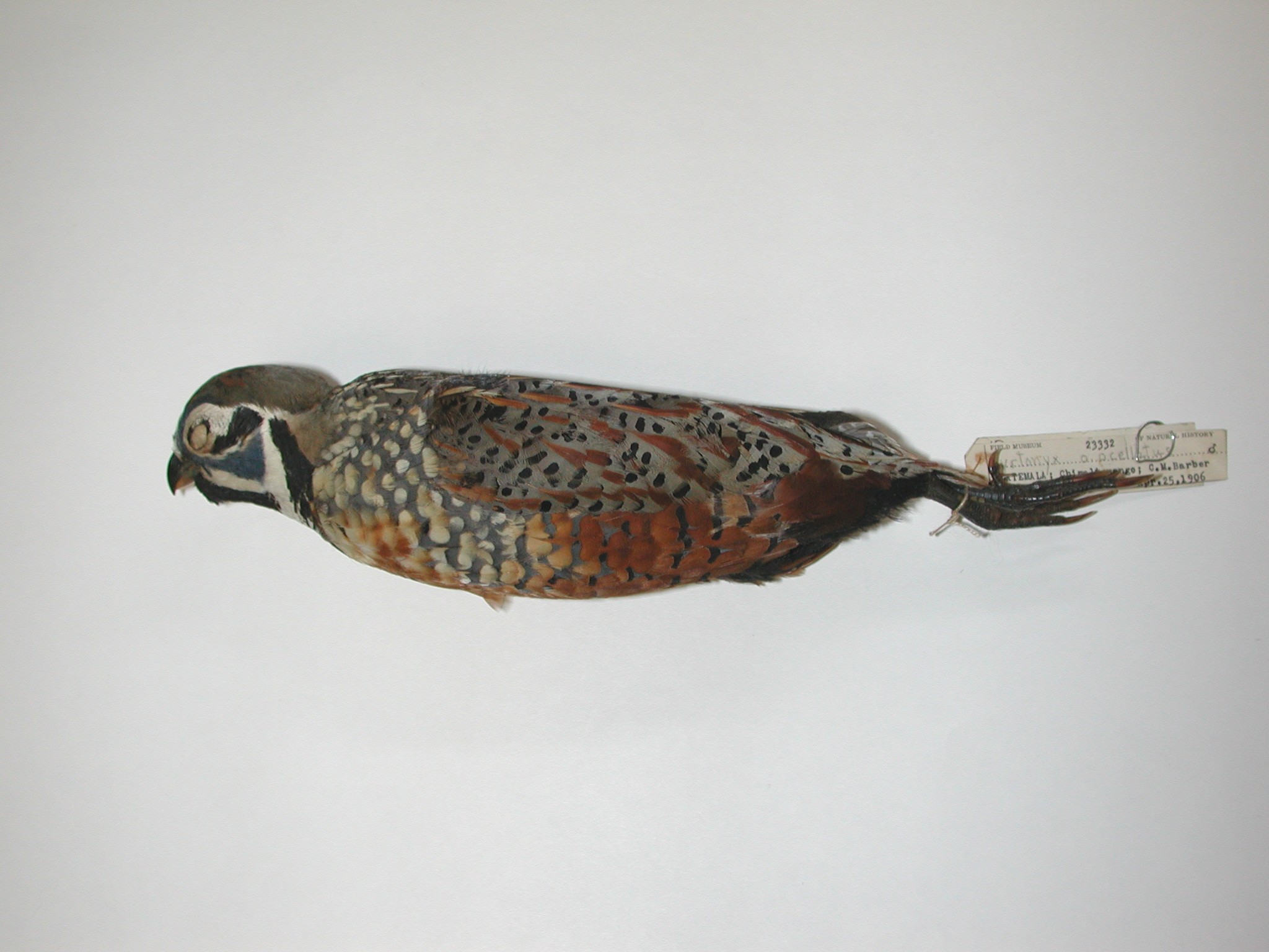 FMNH 23332 | Zoological Collections