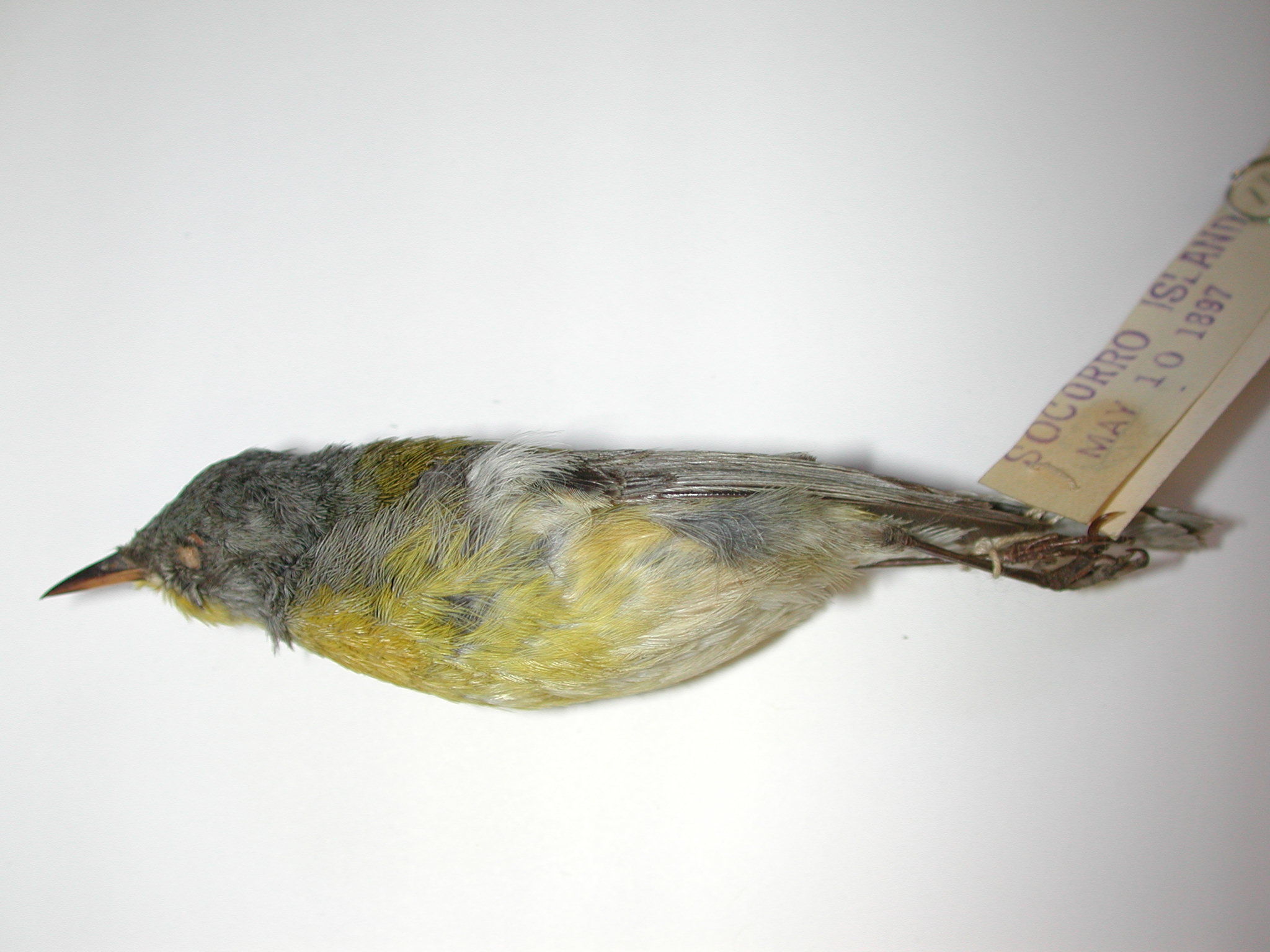 FMNH 24297 | Zoological Collections