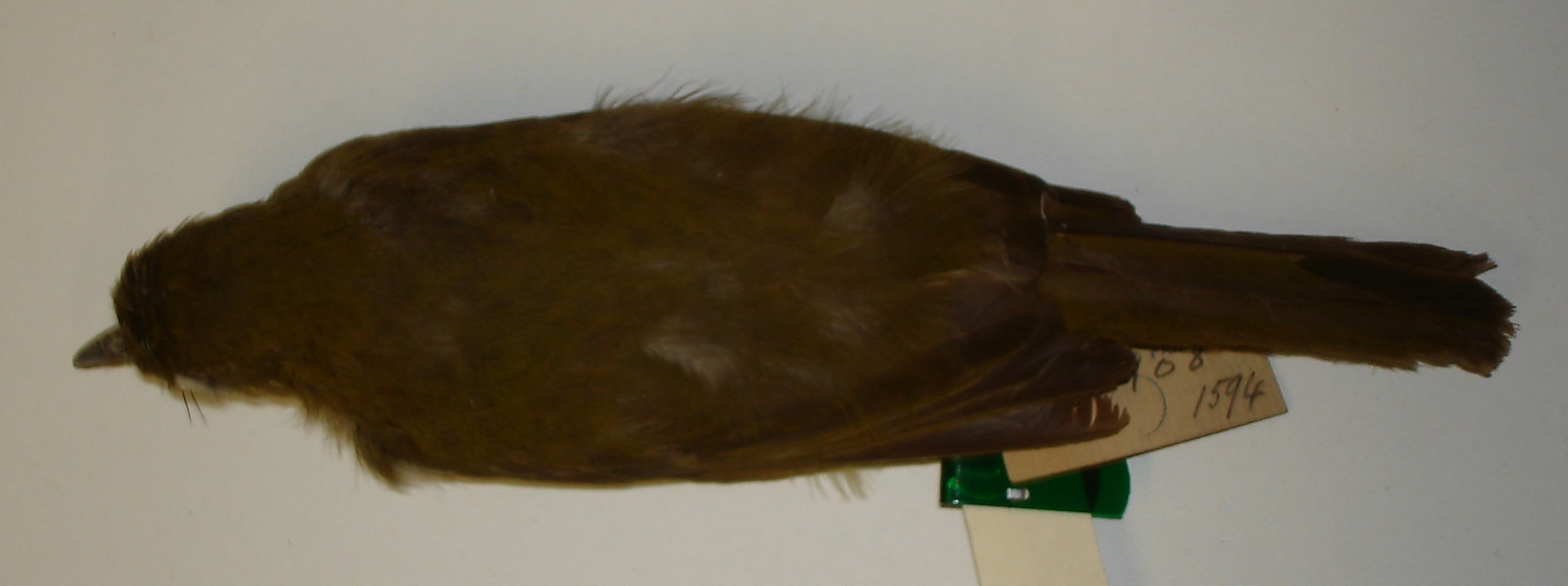 FMNH 99000 | Zoological Collections