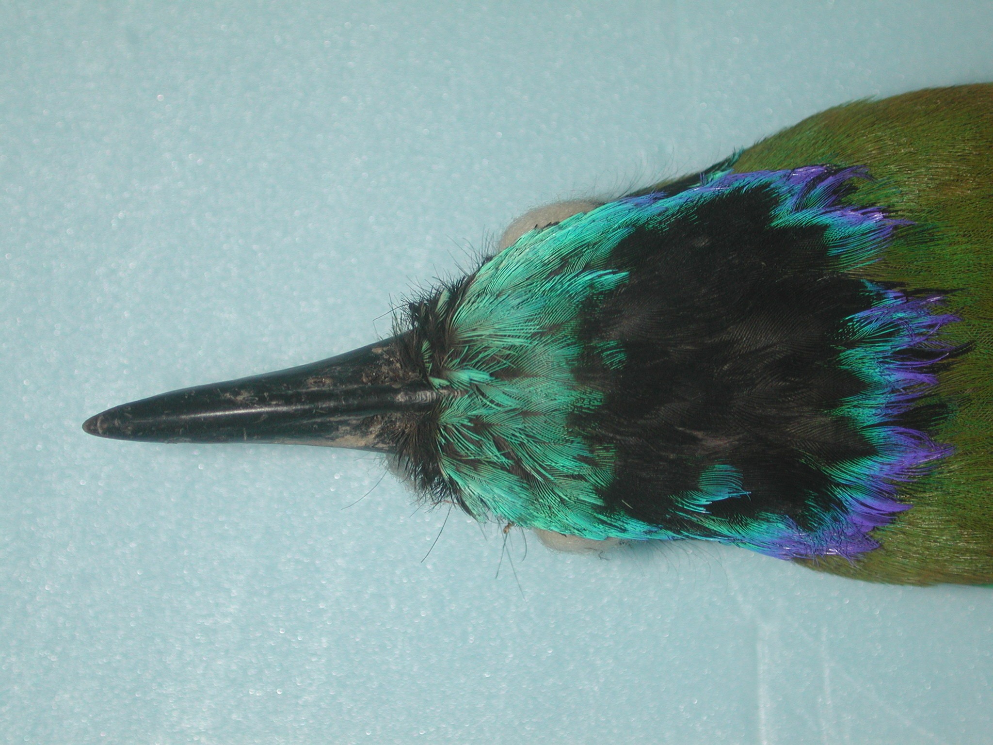 FMNH 72272 | Zoological Collections