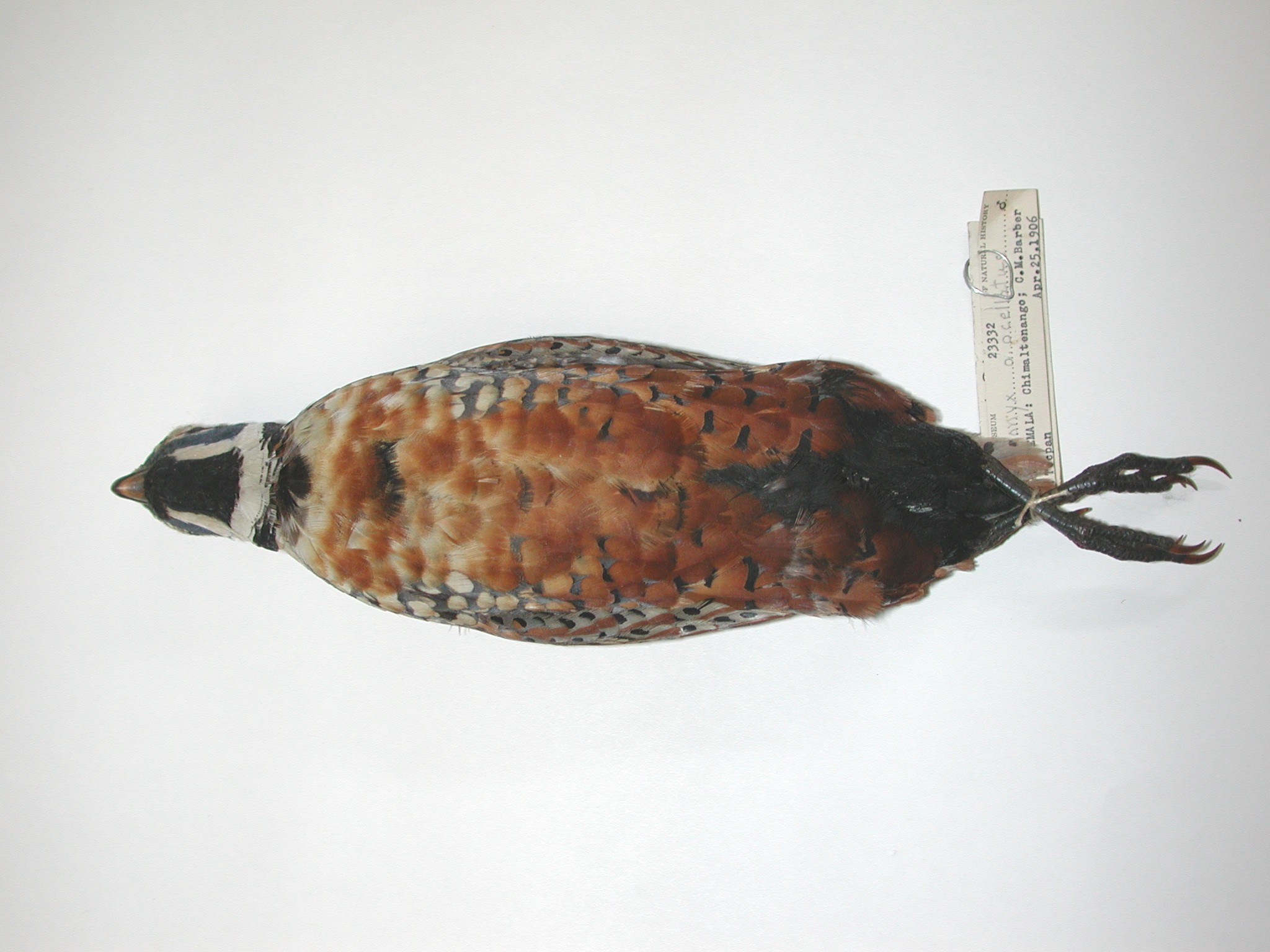 FMNH 23332 | Zoological Collections