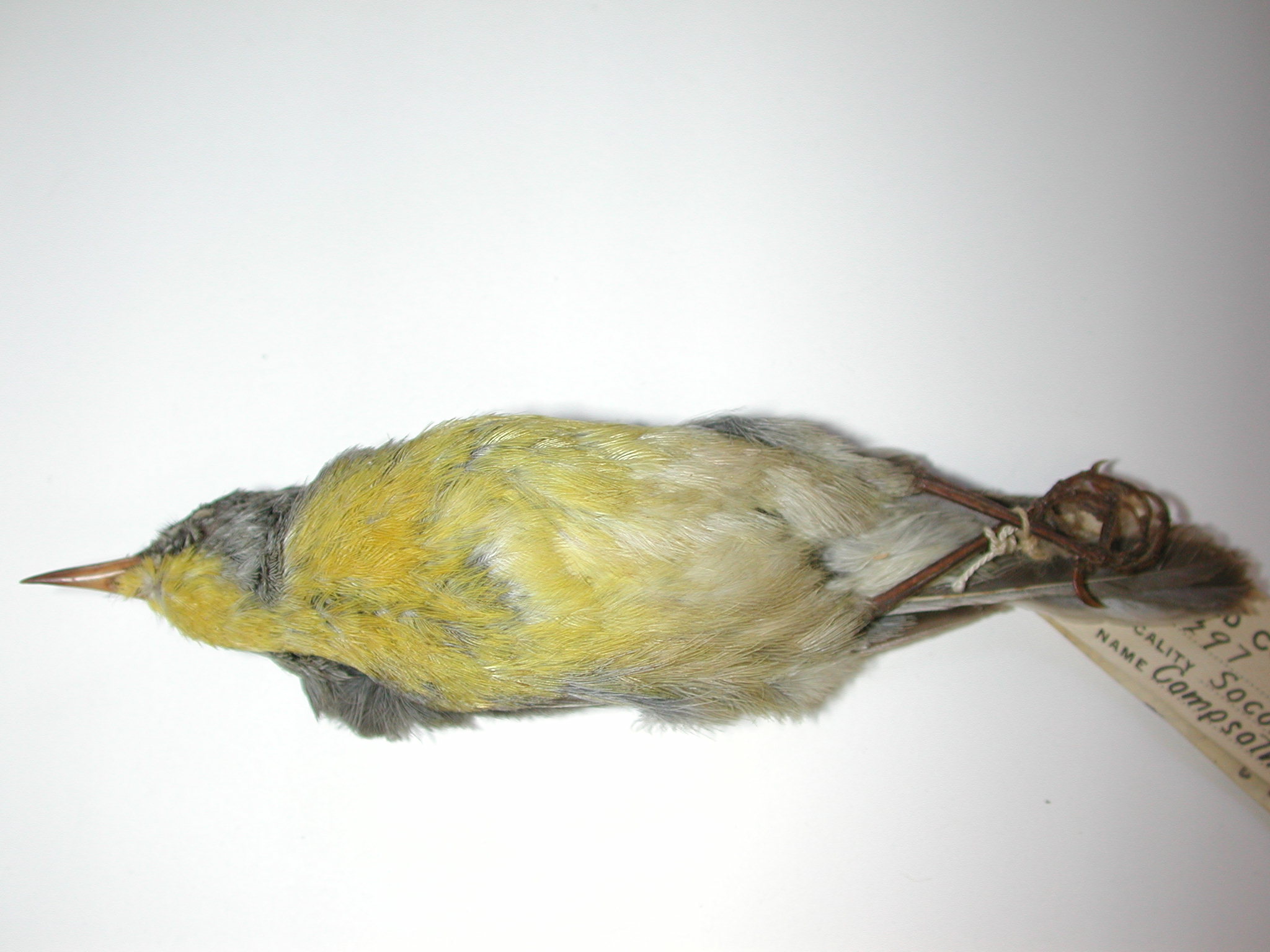 FMNH 24297 | Zoological Collections