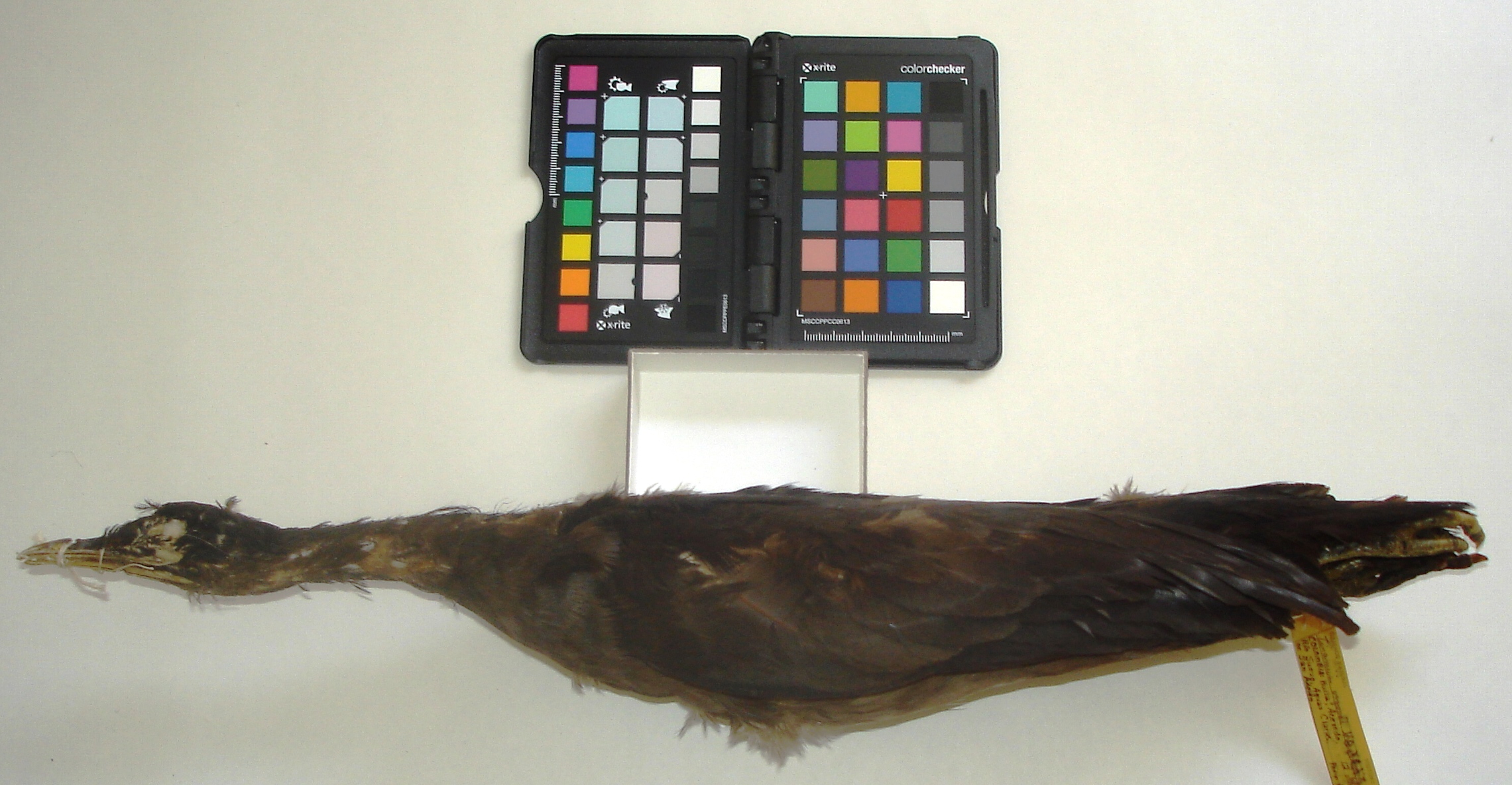 FMNH 418759 | Zoological Collections