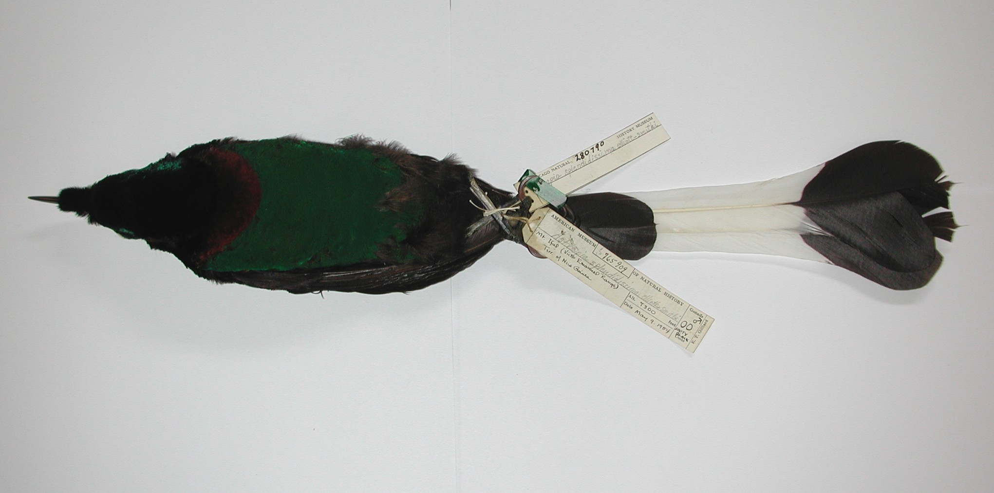 Astrapia splendidissima Rothschild, 1895