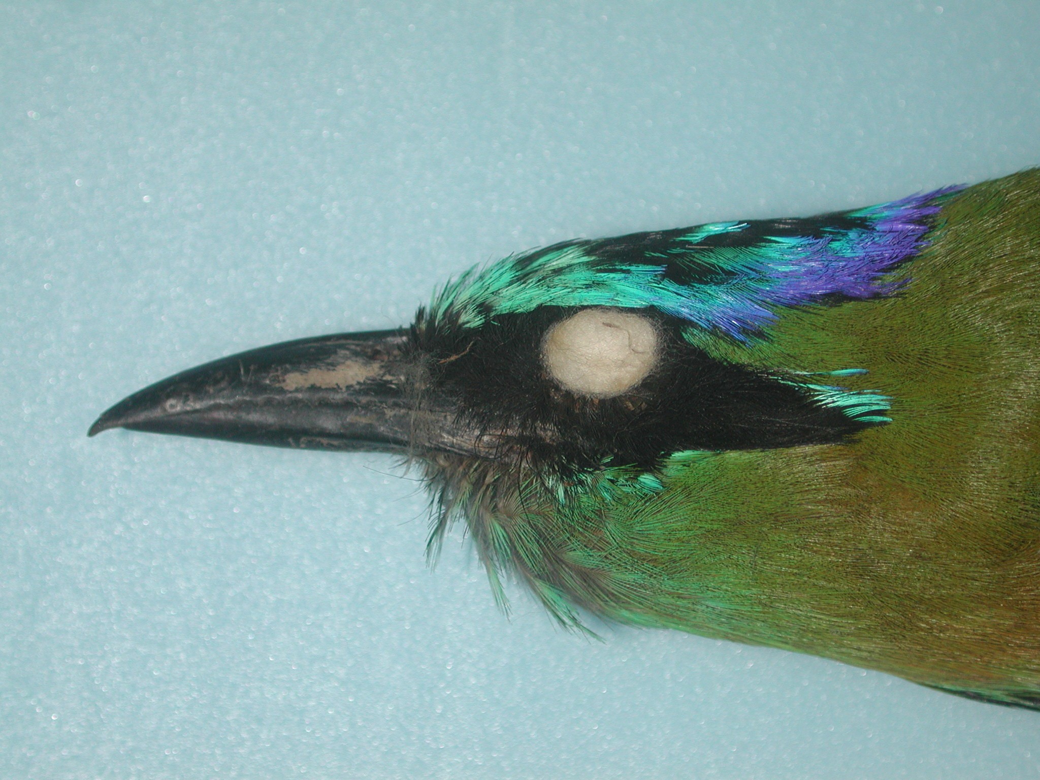 FMNH 72272 | Zoological Collections